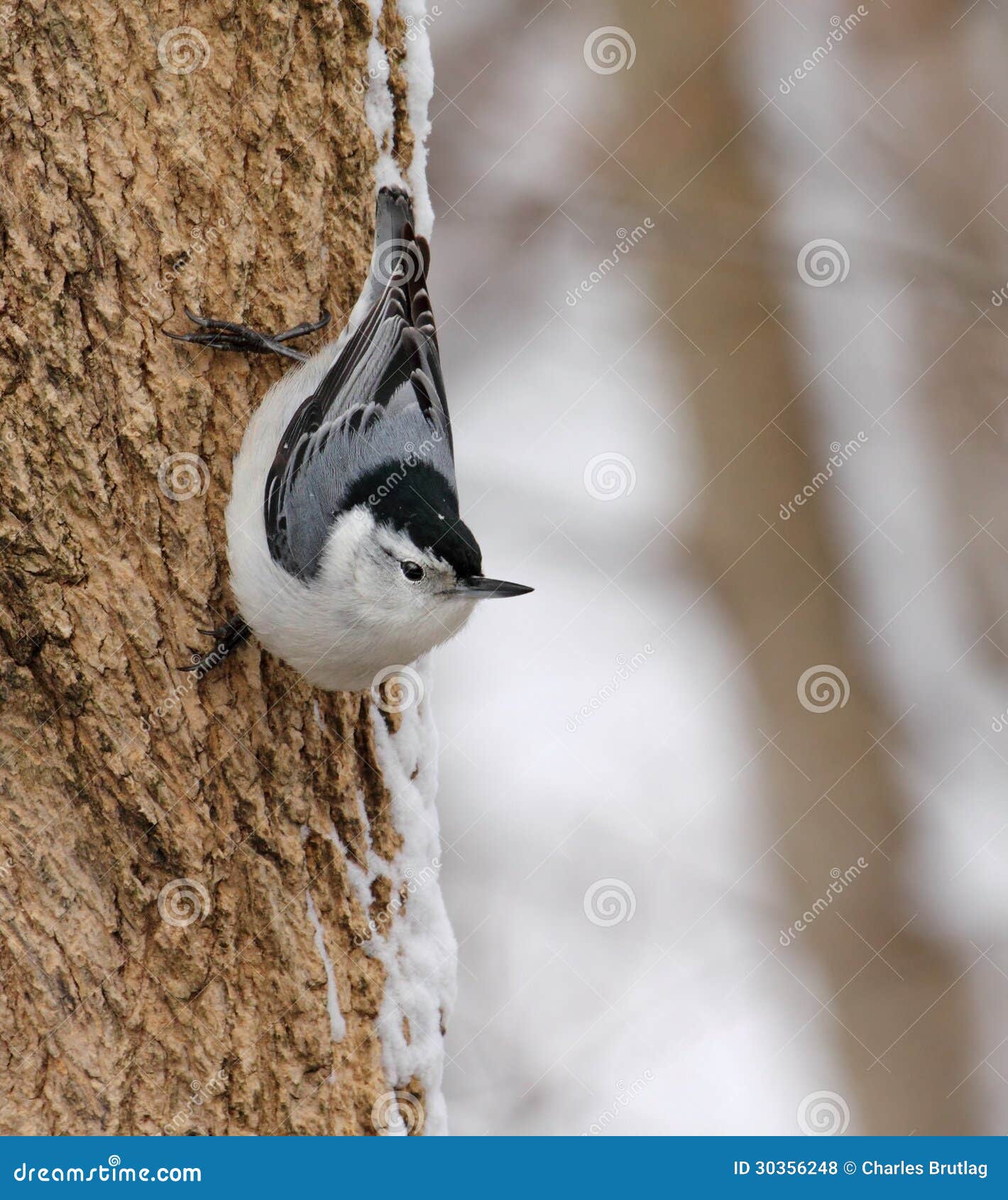 Nuthatch on a Tree stock photo. Image of whitebreasted - 30356248