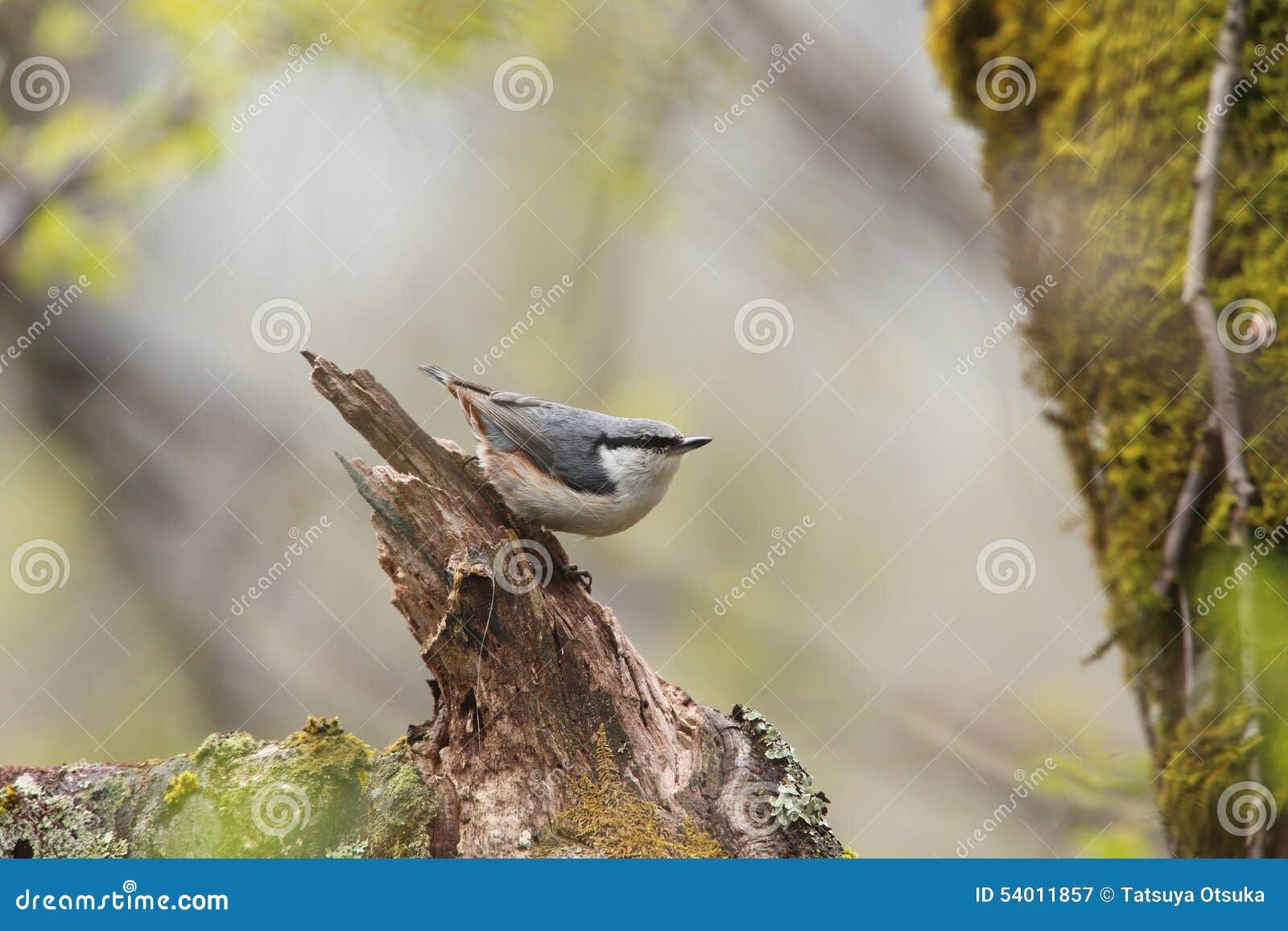 Nuthatch on the Trunk of a Tree Stock Image - Image of nuthatch, bird ...