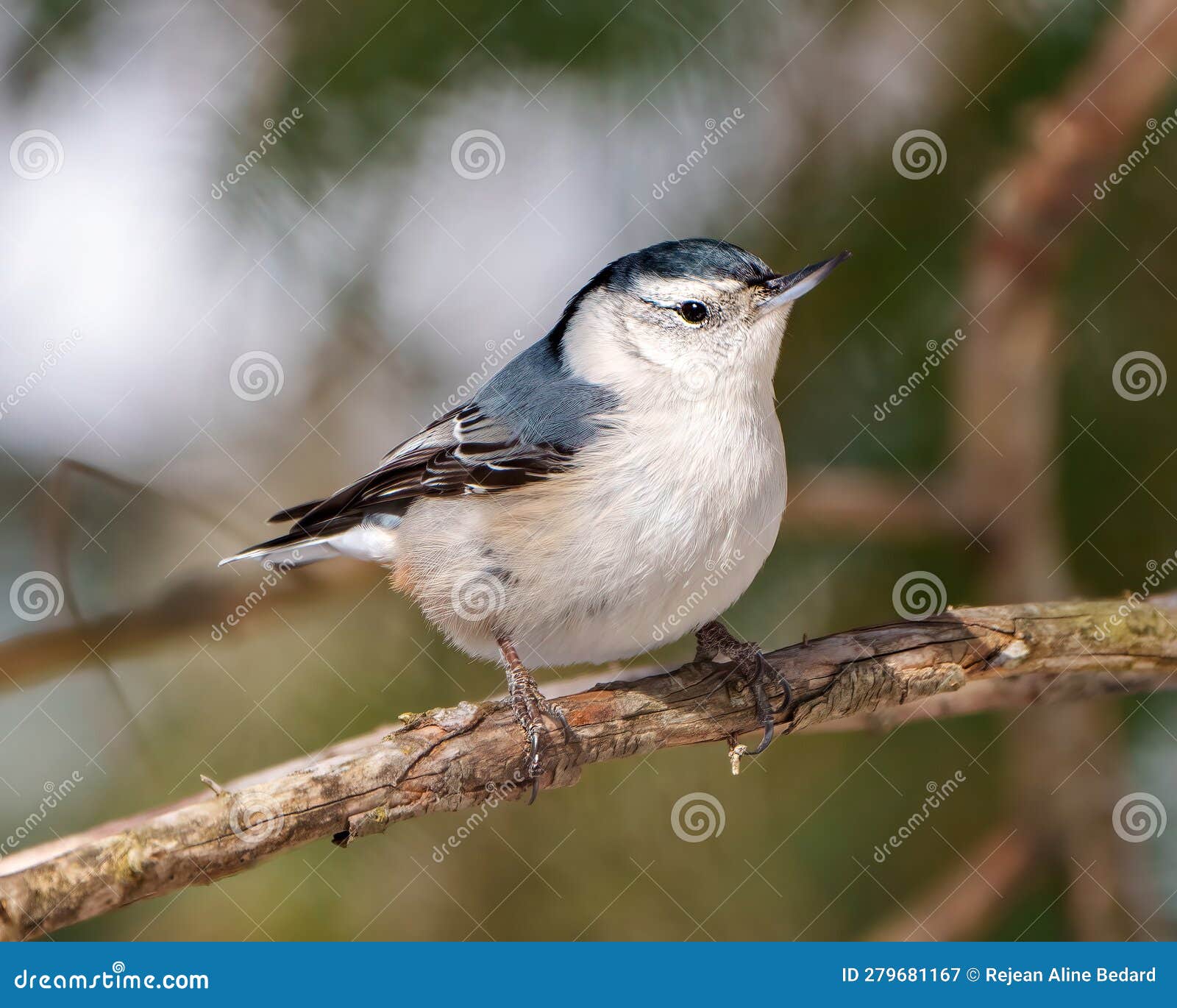 Nuthatch White Breasted Photo and Image. Side View Perched on a Tree ...