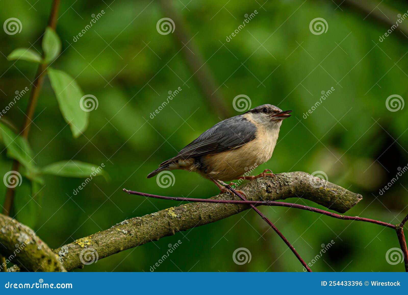 Nuthatcher Bird Resting on a Tree Branch, Close-up Stock Photo - Image ...