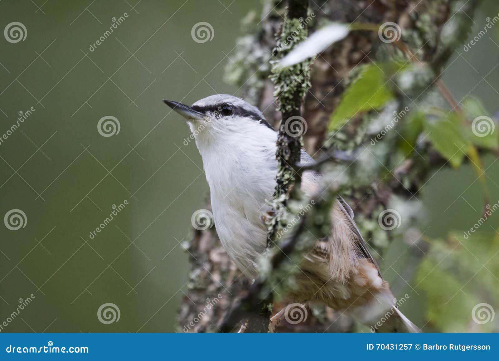 Nuthatcher stock image. Image of bird, sittidae, sitta - 70431257
