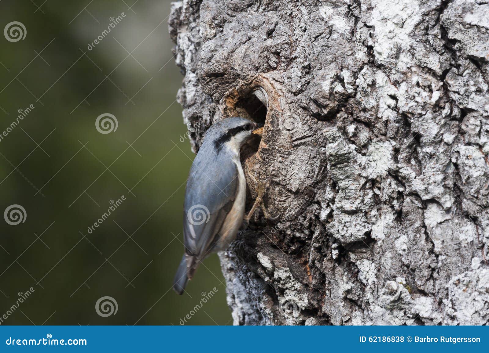 Nuthatchers Stock Photos - Free & Royalty-Free Stock Photos from Dreamstime