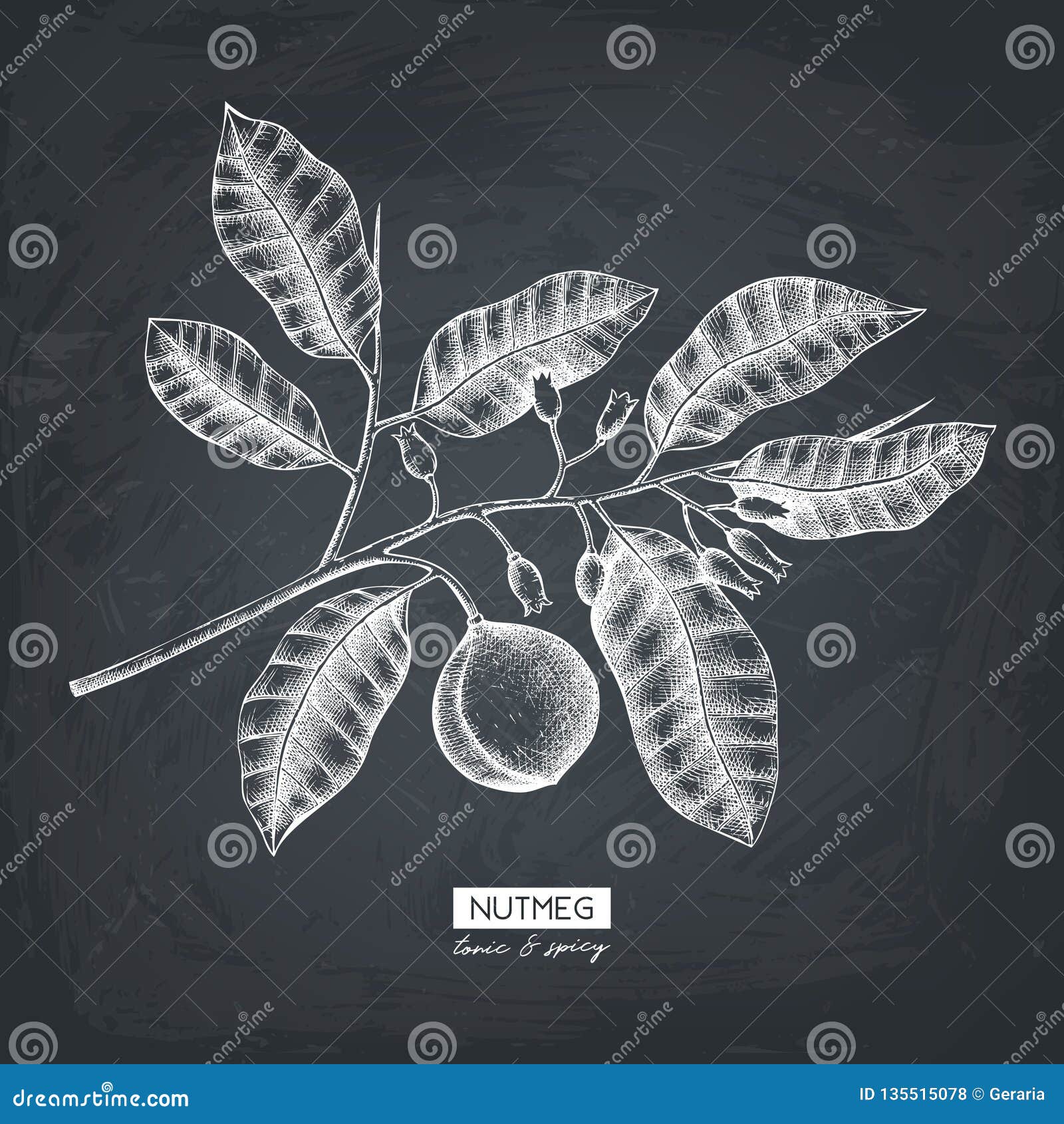 Vector Nutmeg Illustration. Hand Drawn Tropical Tree Sketch. Botanical ...