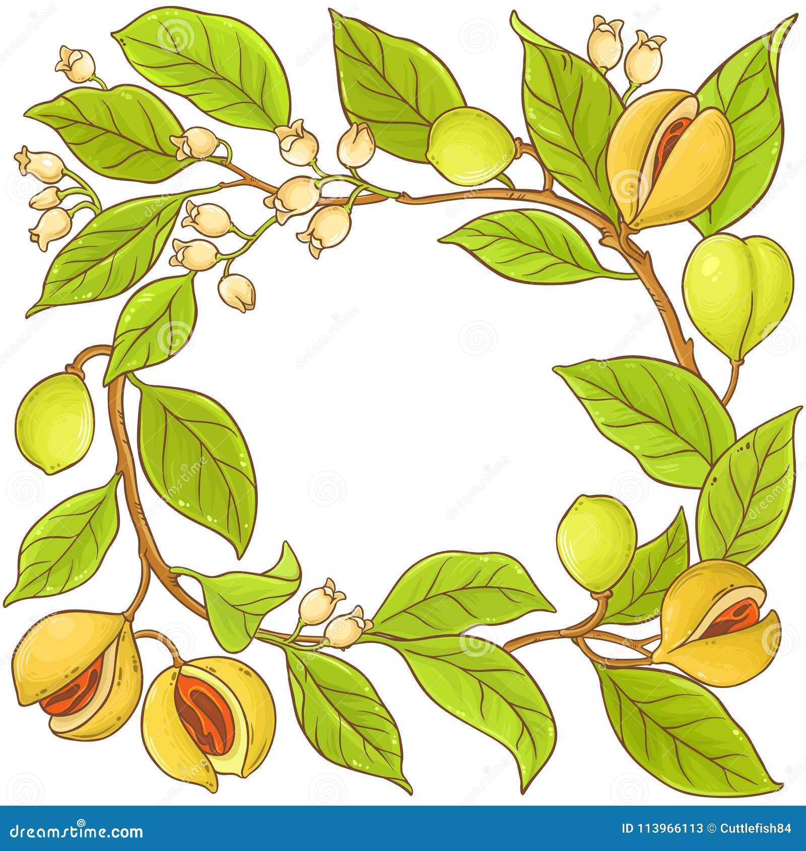 Nutmeg Branch Isolated Outline Illustration. Cartoon Vector ...