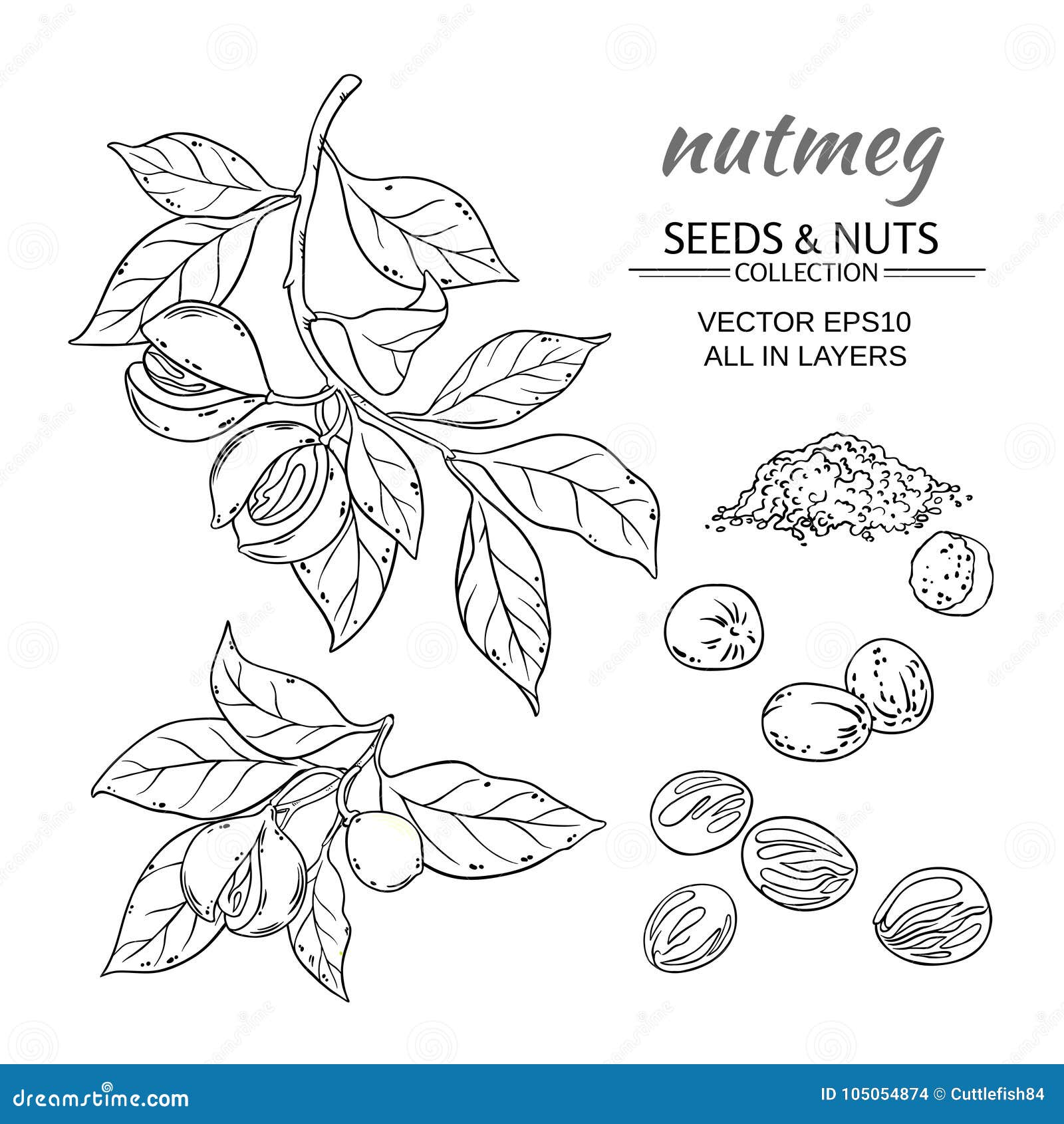 Nutmeg vector set stock vector. Illustration of aromatherapy - 105054874