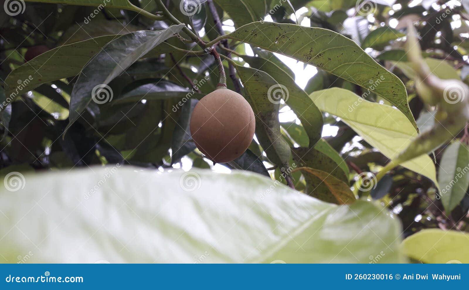 Nutmeg or Buah Pala in the Tree with Green Leaves Stock Photo - Image ...