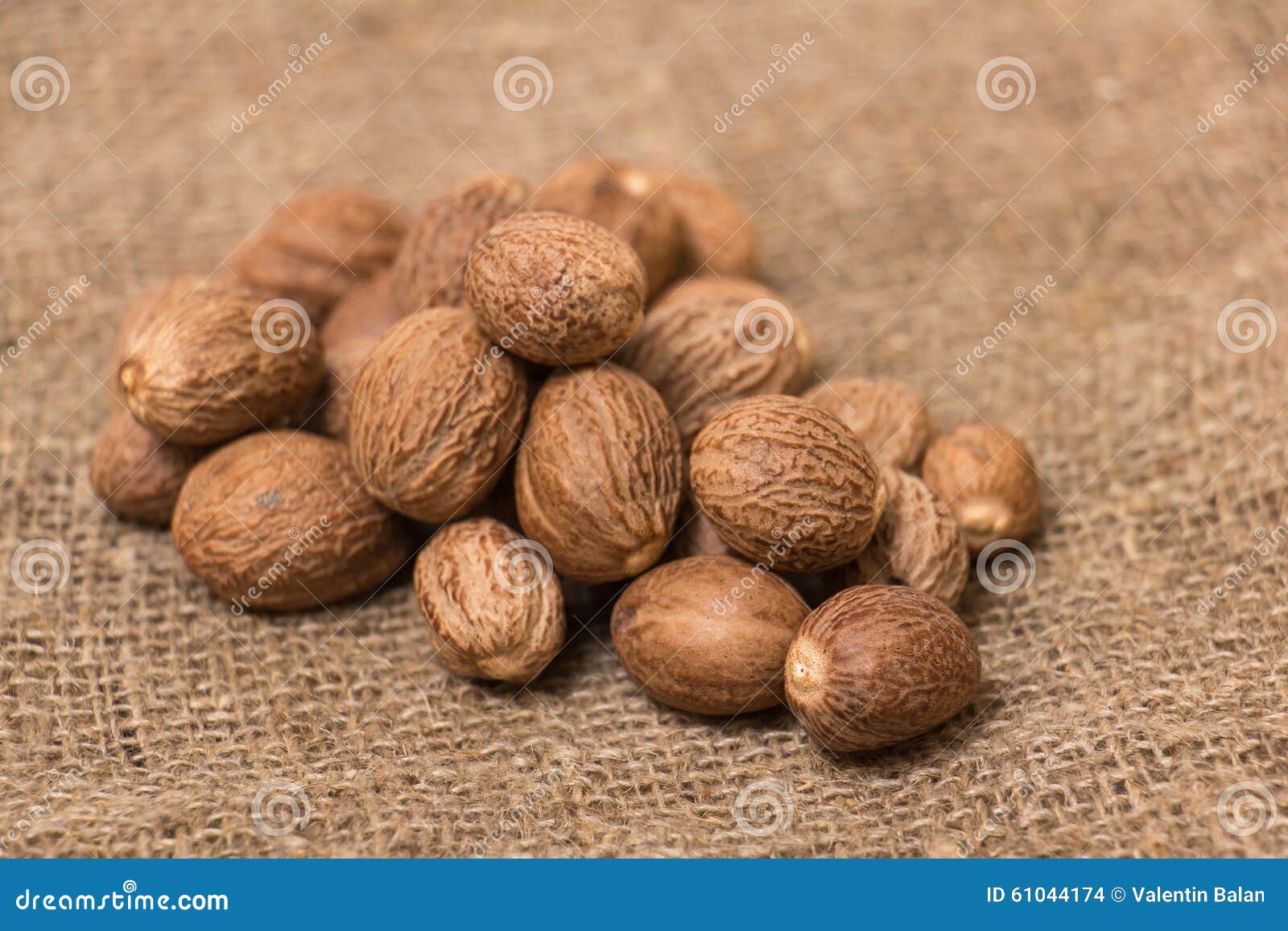 Nutmeg stock photo. Image of greater, masqat, nutmegs - 61044174