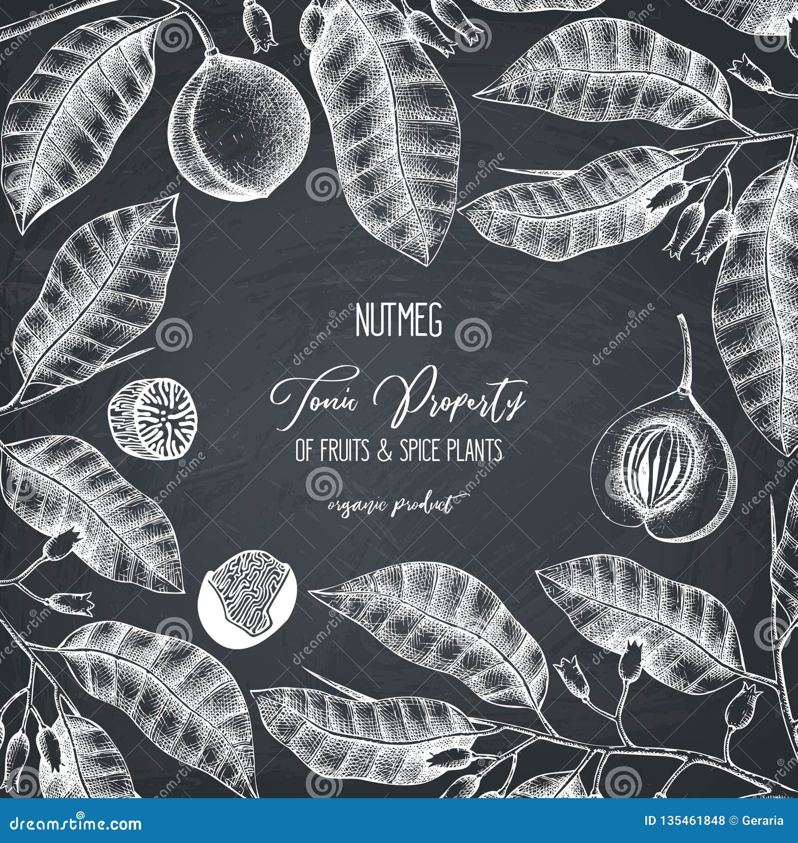 Vintage Frame With Hand Drawn Nutmeg Tree Illustration. Vector Hand ...