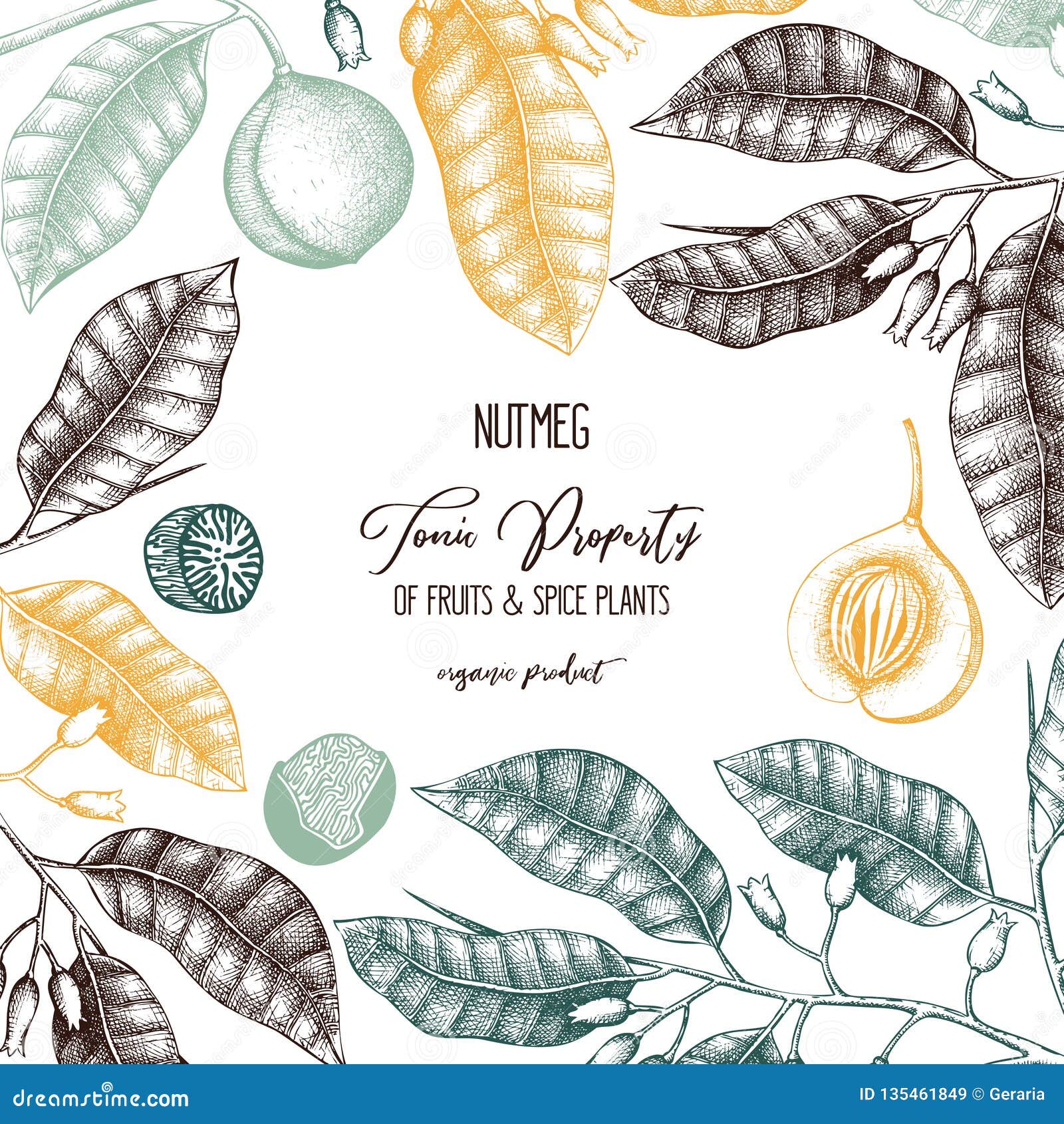 Vintage Frame with Hand Drawn Nutmeg Tree Illustration. Vector Hand ...