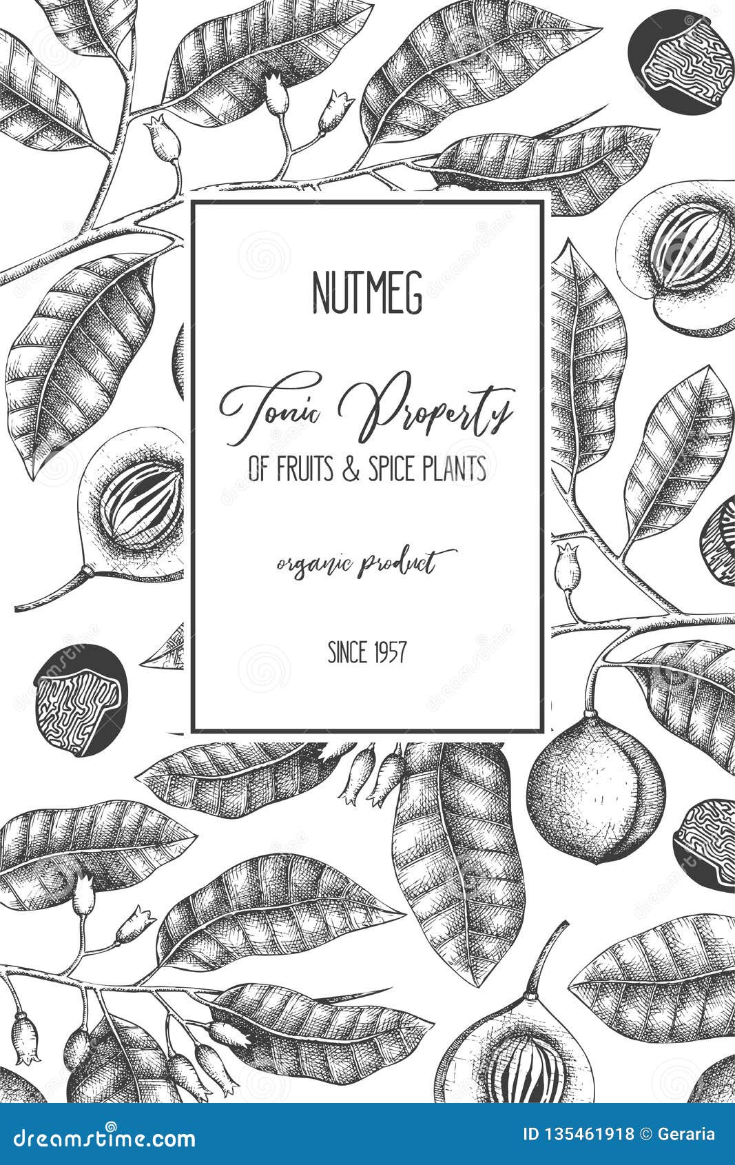 Nutmeg Vintage Vector Illustration Hand Drawn | CartoonDealer.com #57062021
