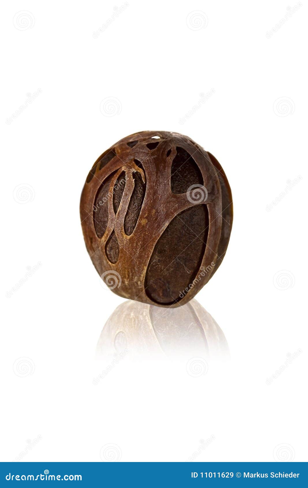 Nutmeg with dried shell stock image. Image of pattern - 11011629