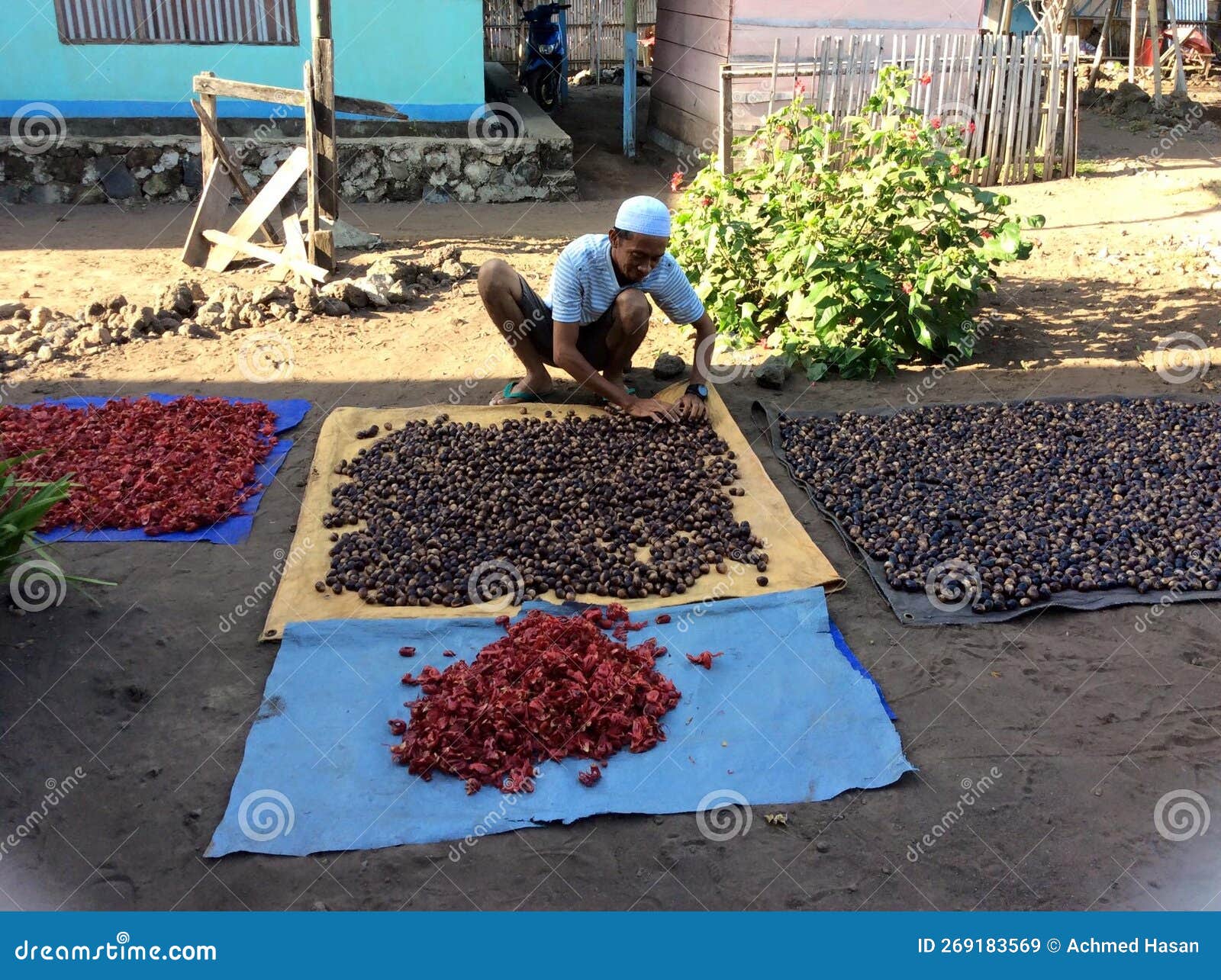 Nutmeg Drying Process in West Halmahera District, Indonesia Editorial ...
