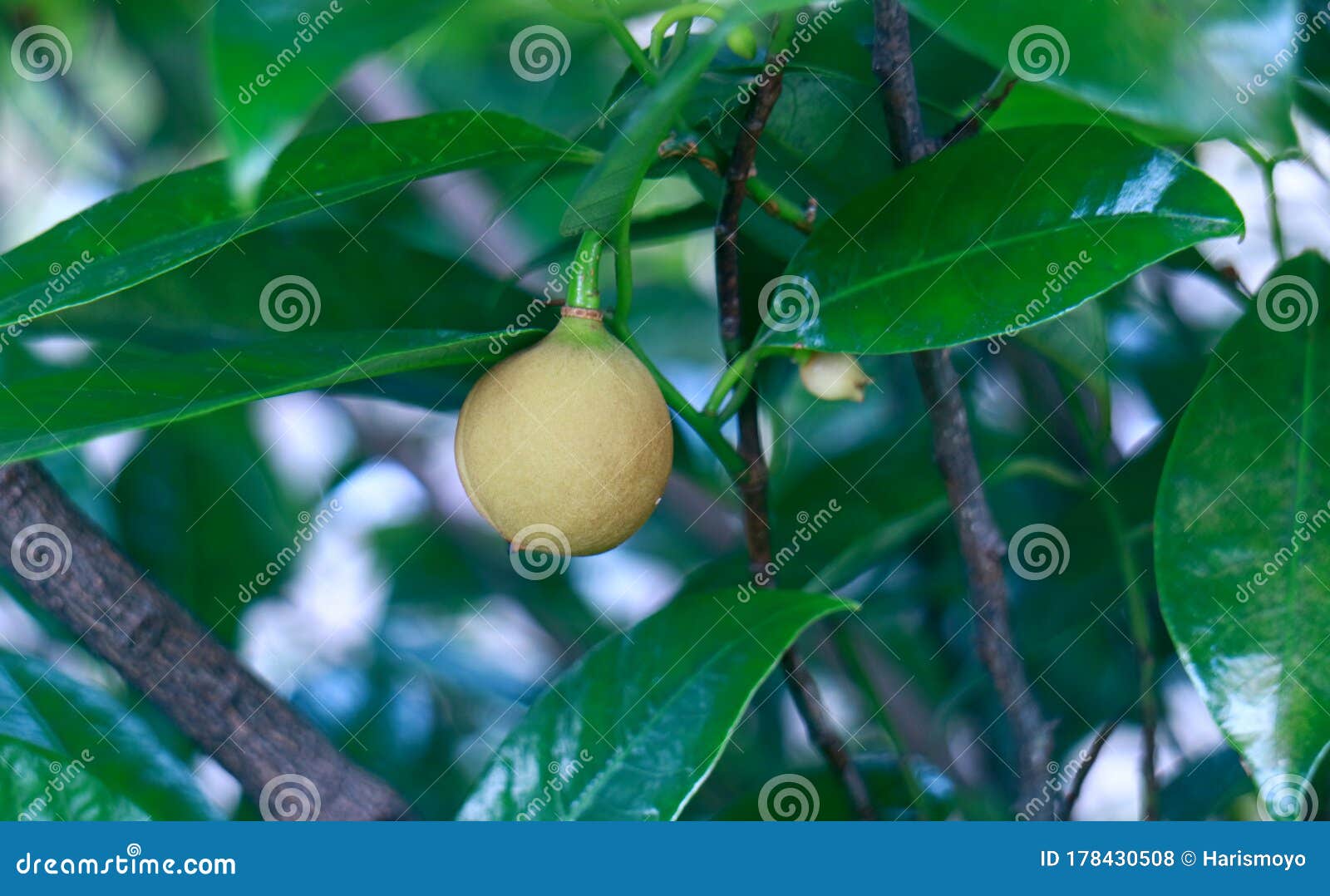 Nutmeg fruit in Indonesia stock photo. Image of closeup - 178430508