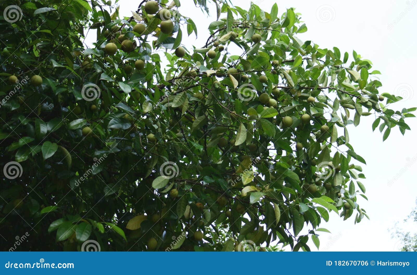 Nutmeg fruit in Indonesia stock photo. Image of natural - 182670706