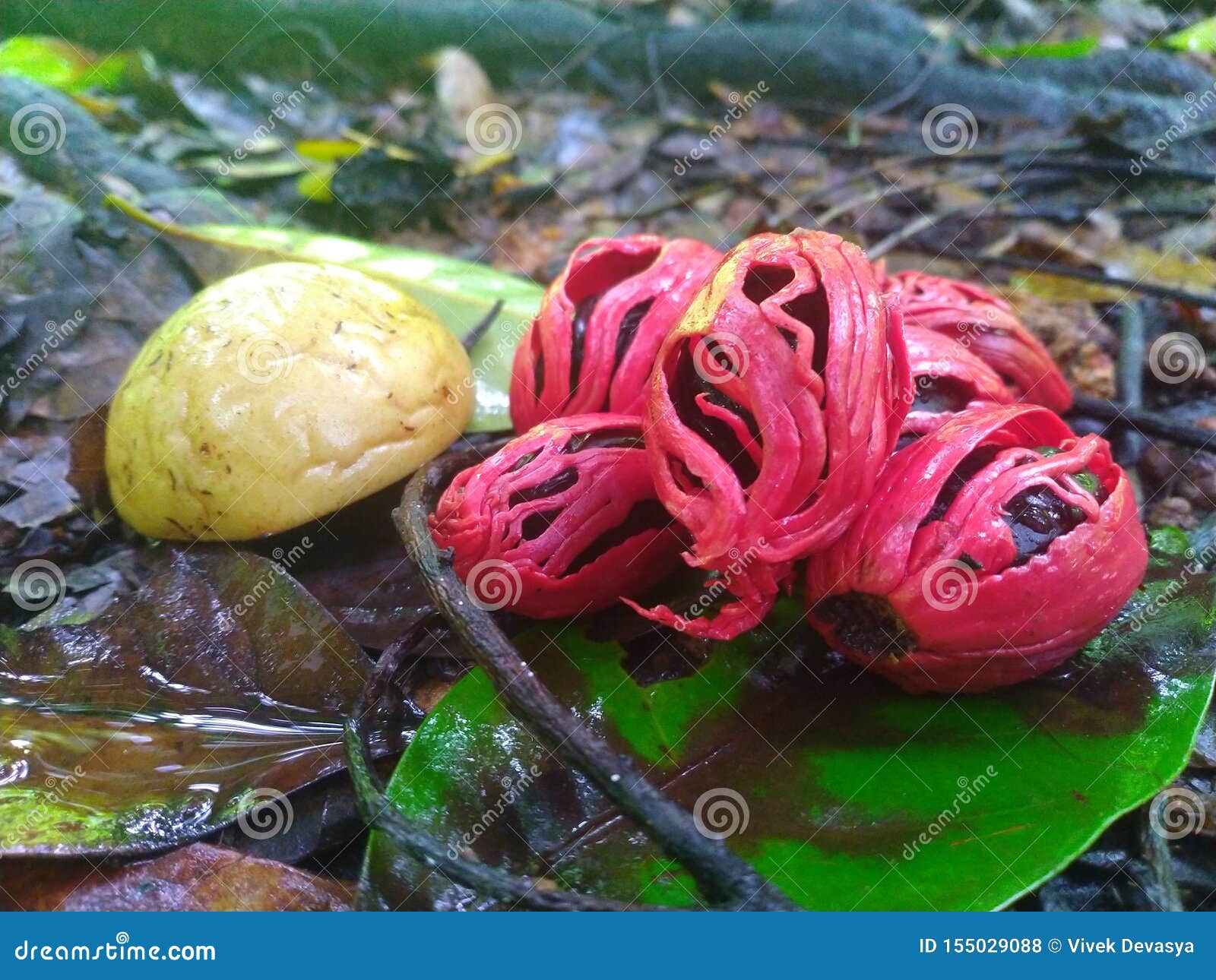 Nutmeg Fruits in the Tree and Ready To Fall Stock Photo - Image of bark ...