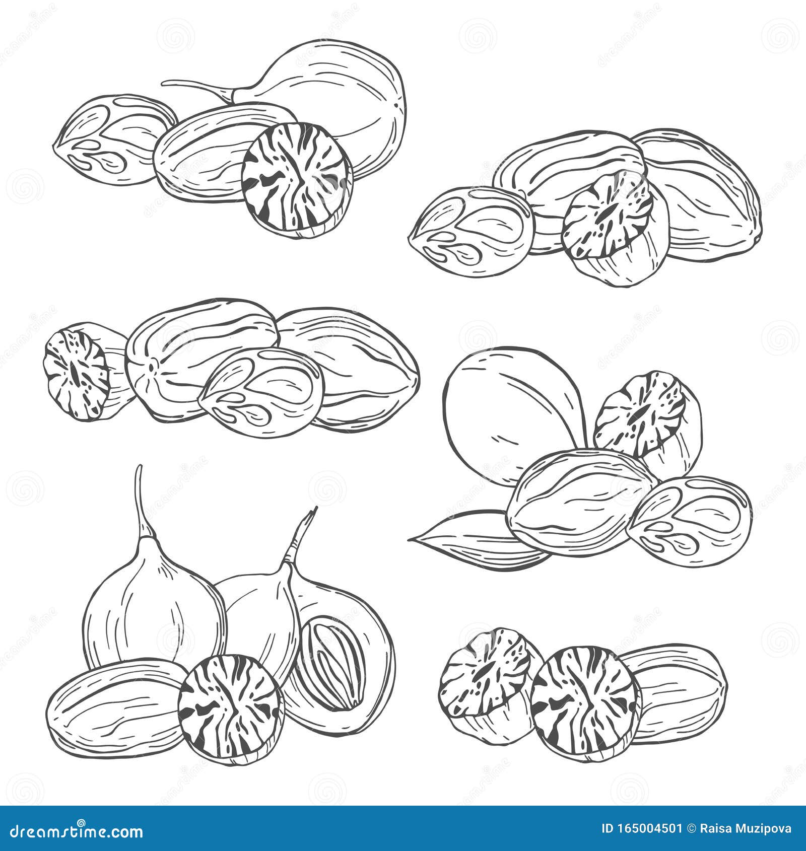 Nutmeg. Hand Drawn Sketch Illustration Stock Vector - Illustration of ...