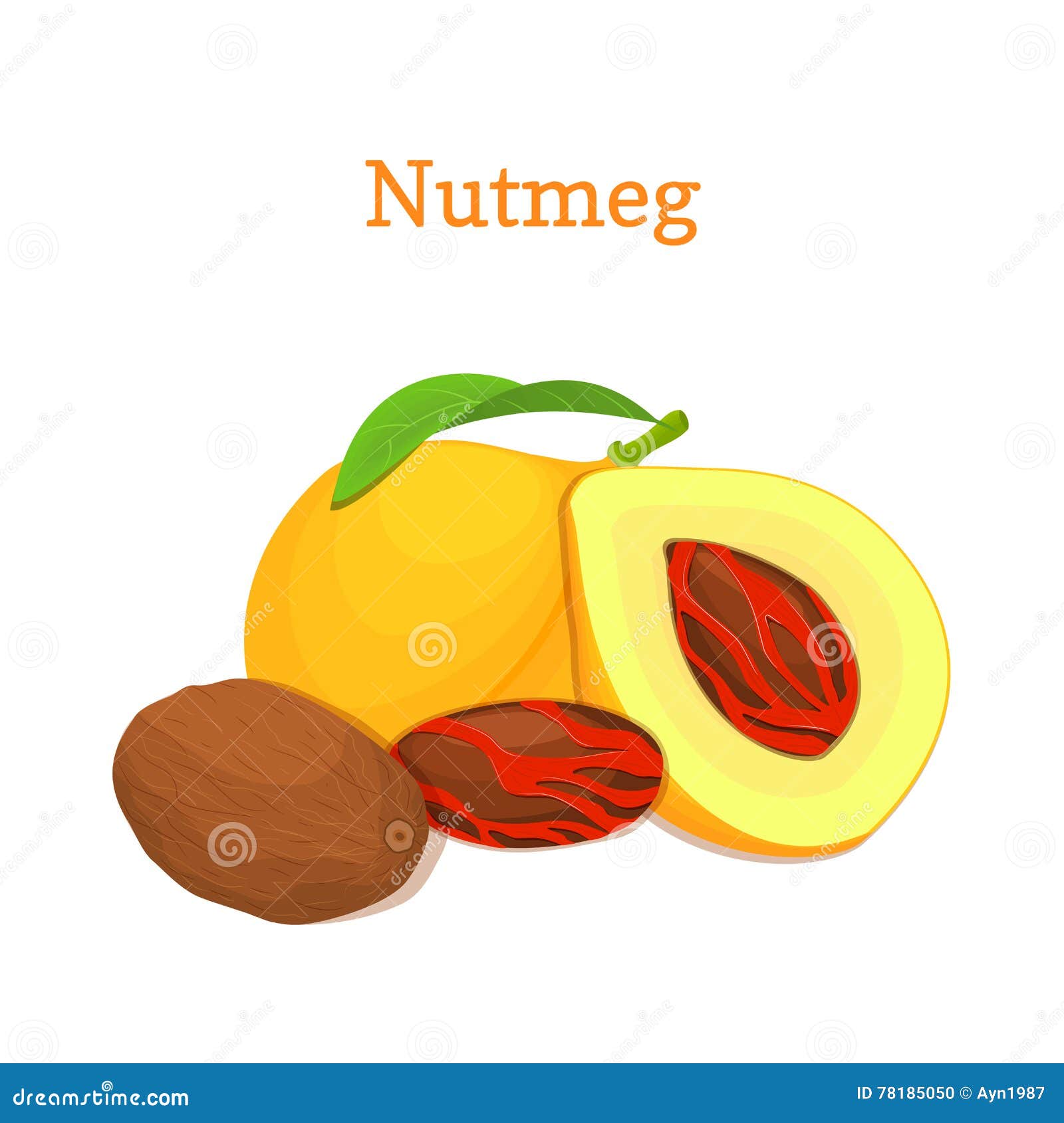 Nutmeg with Leaves. Vector Illustration of a Handful Spice Nut Isolated ...