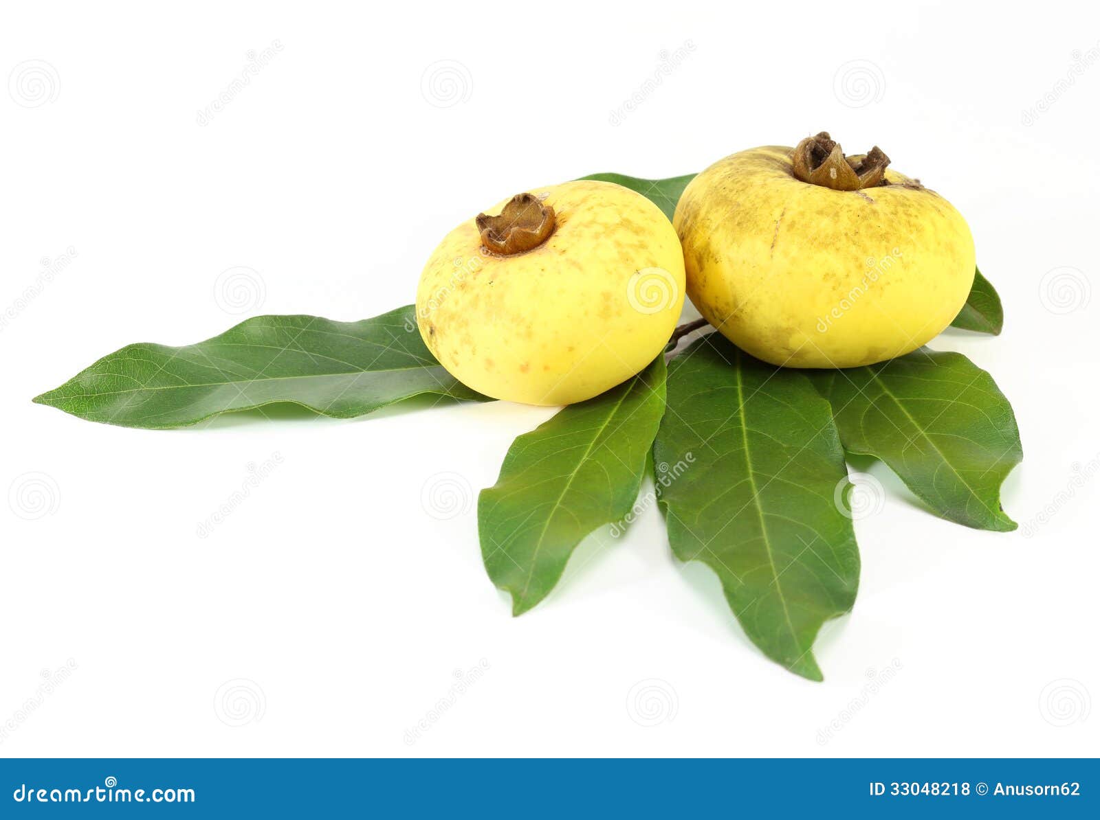 Myristica Fragrans - Mayaphala Or Quercus Infectoria Is A Species Of ...