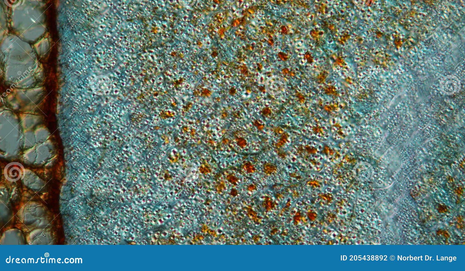 Nutmeg pulp stock footage. Video of pattern, science - 205438892