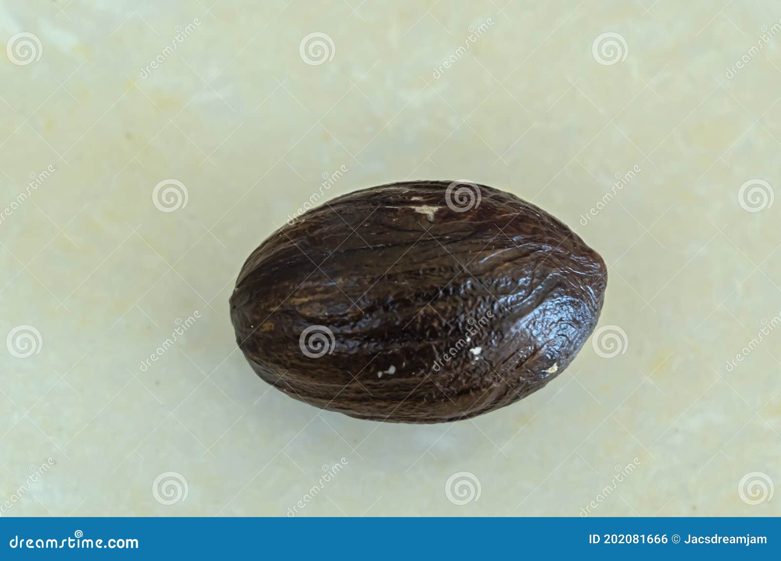 Nutmeg in Shell stock photo. Image of brown, muskerbaum - 202081666