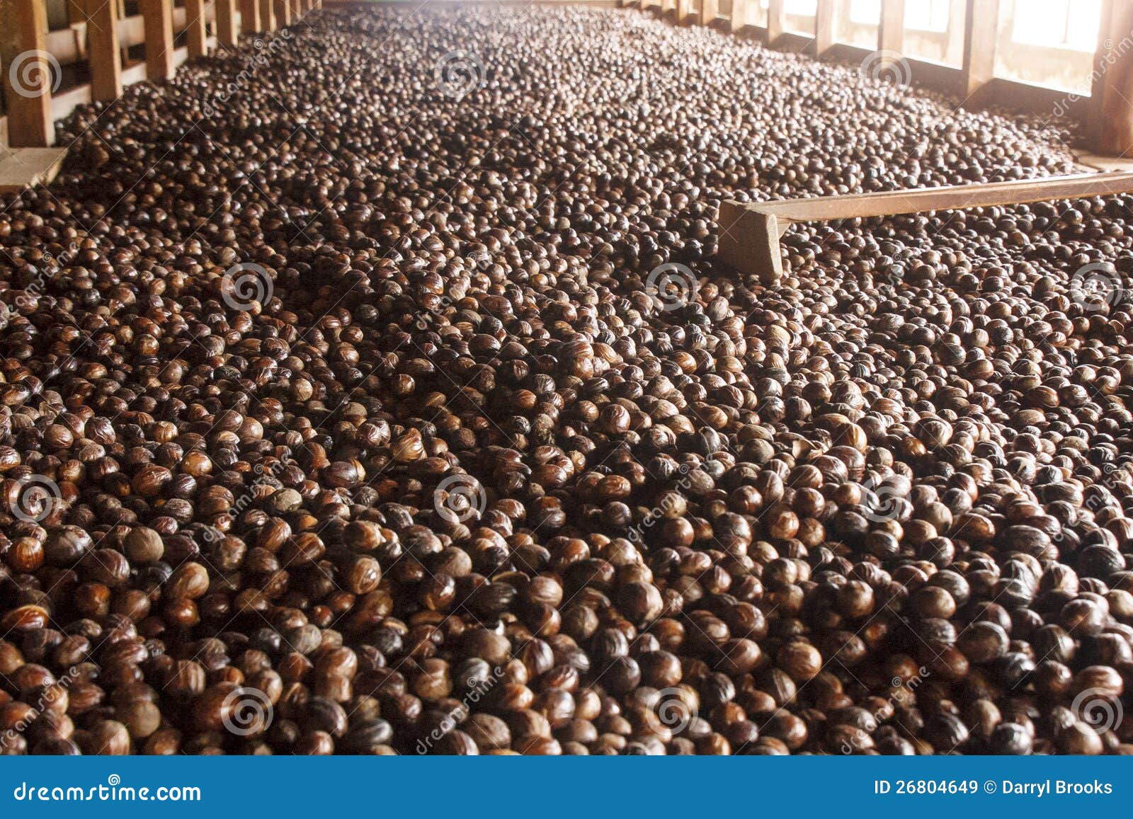 Nutmeg Sorting Rack in Old Factory Stock Image - Image of sorting ...