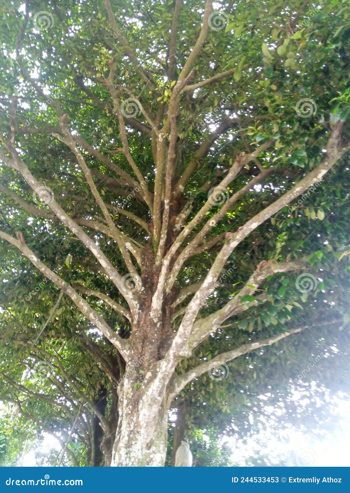 Nutmeg tree green stock image. Image of twig, branch - 244533453