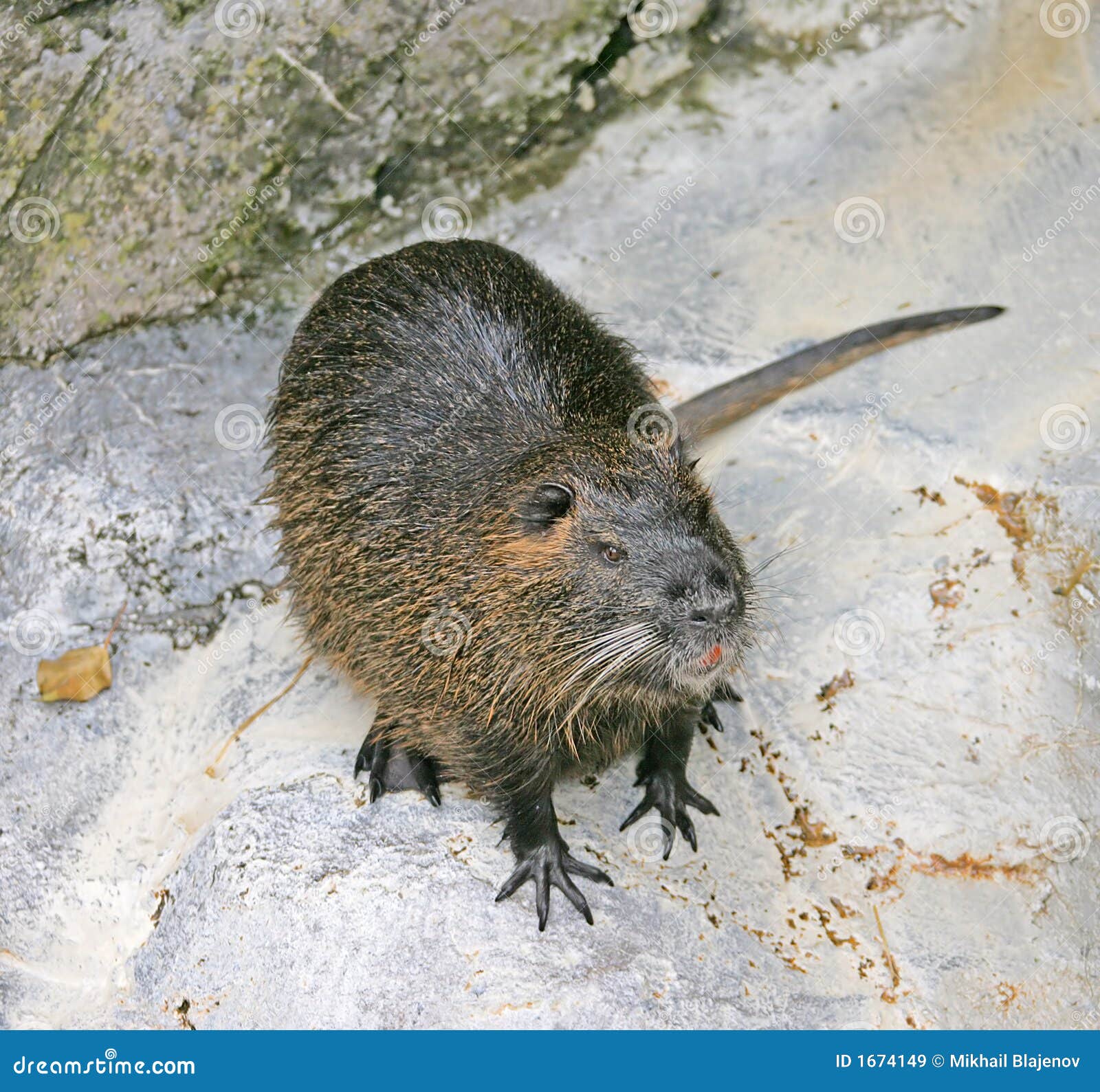 Nutria 1 stock image. Image of species, environment, nutria - 1674149