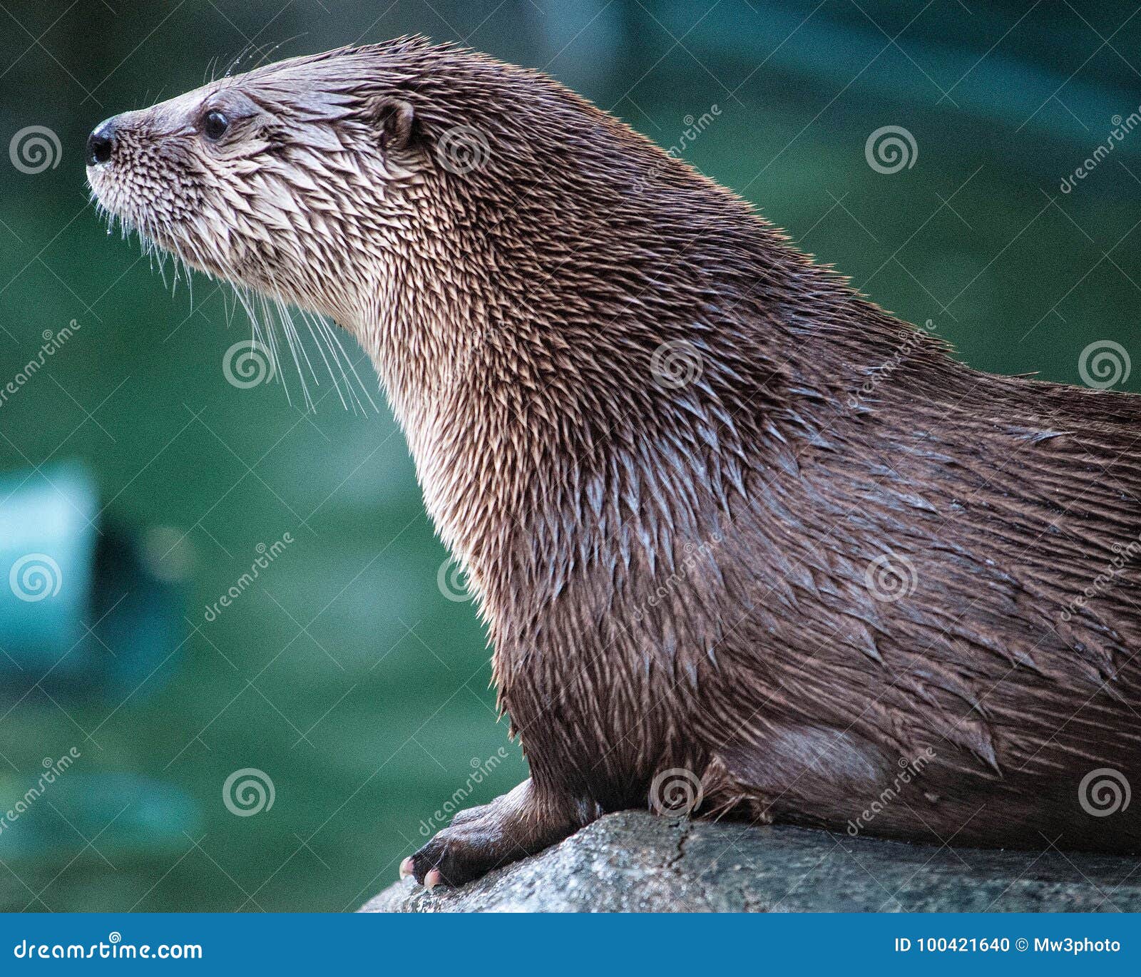 Nutria foto de archivo. Imagen de nutria, soportes, alimento - 100421640