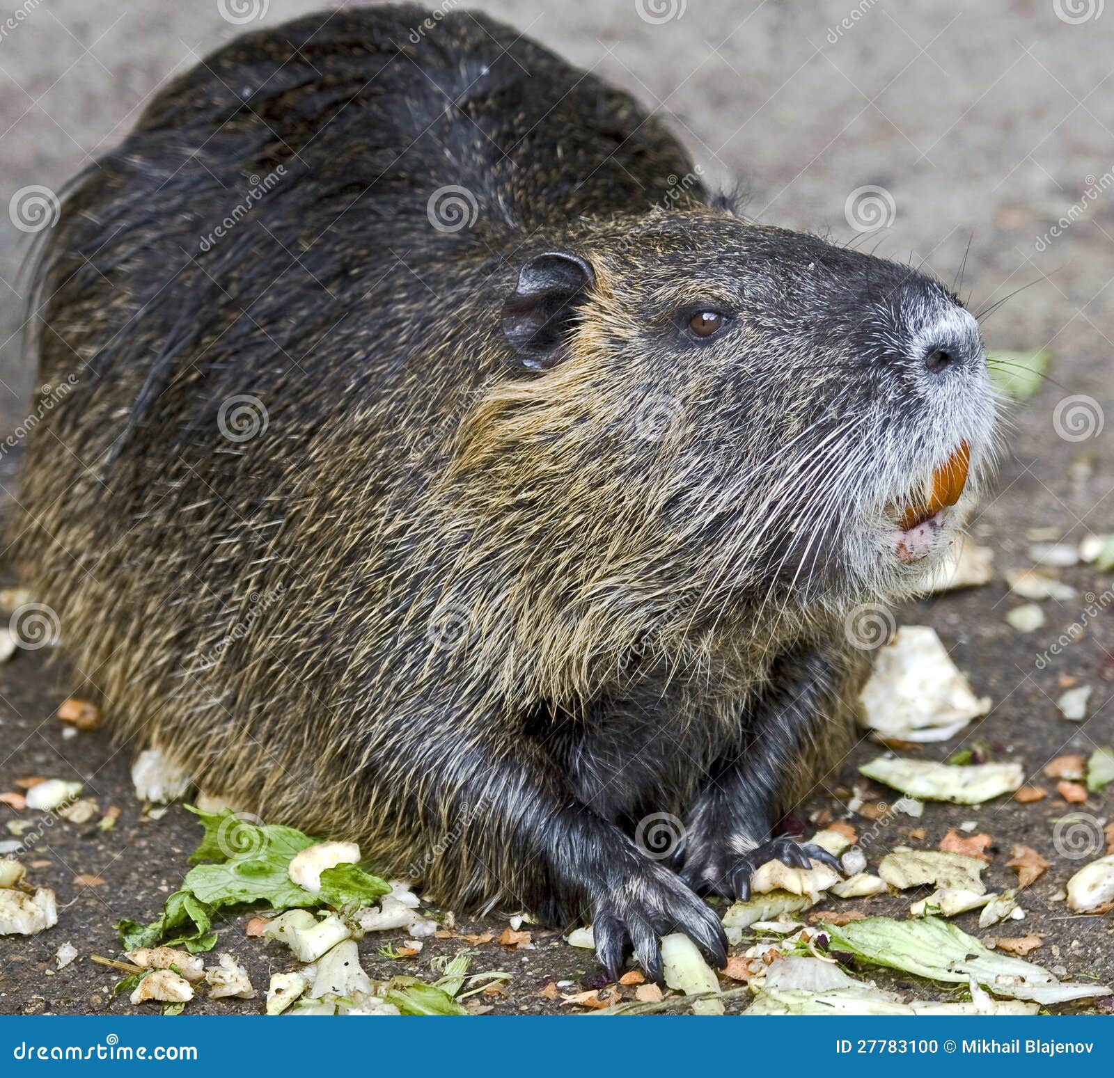 Nutria 11 stock photo. Image of ecology, nibble, swim - 27783100