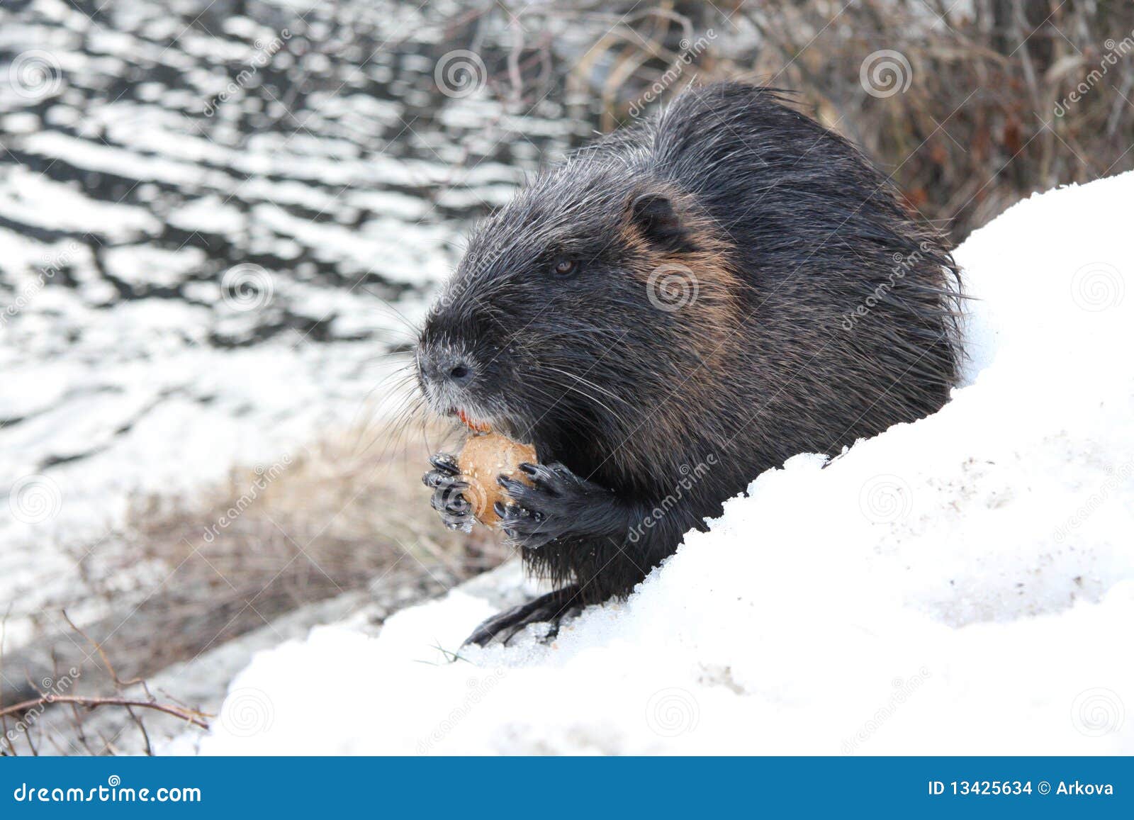 Nutria stock photo. Image of eating, coypu, bread, nutria - 13425634