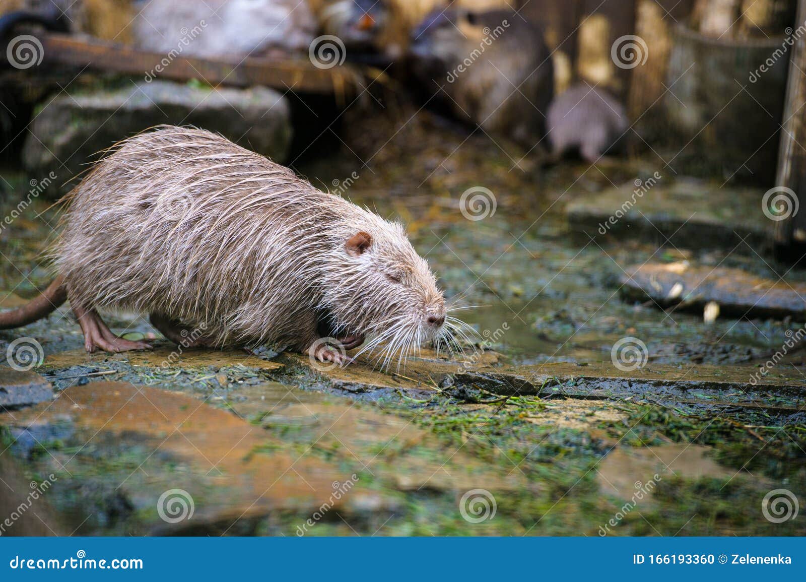 Nutria stock photo. Image of hands, fish, coypus, aonyx - 166193360