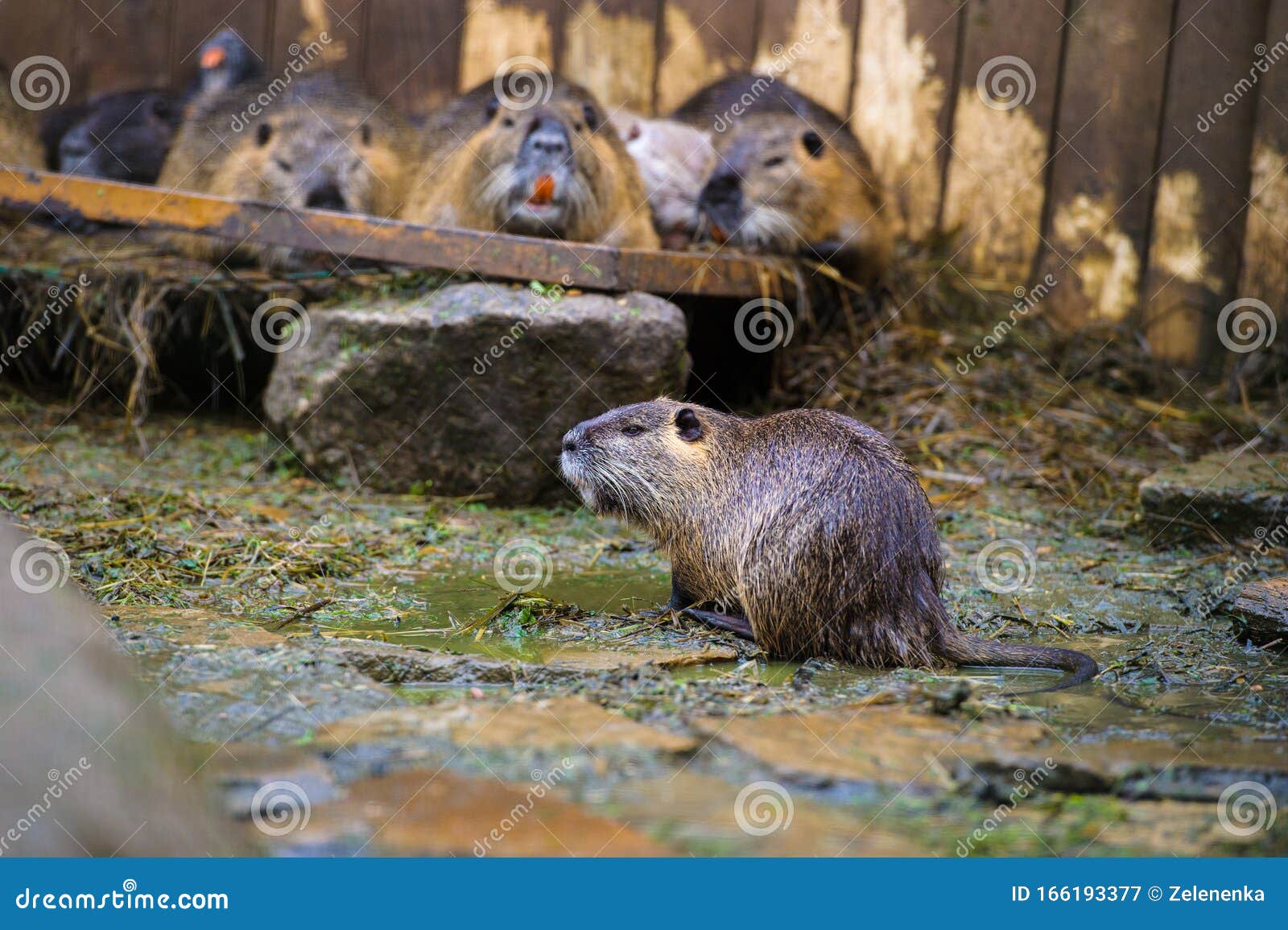 Nutria stock image. Image of closeup, coypus, fish, european - 166193377