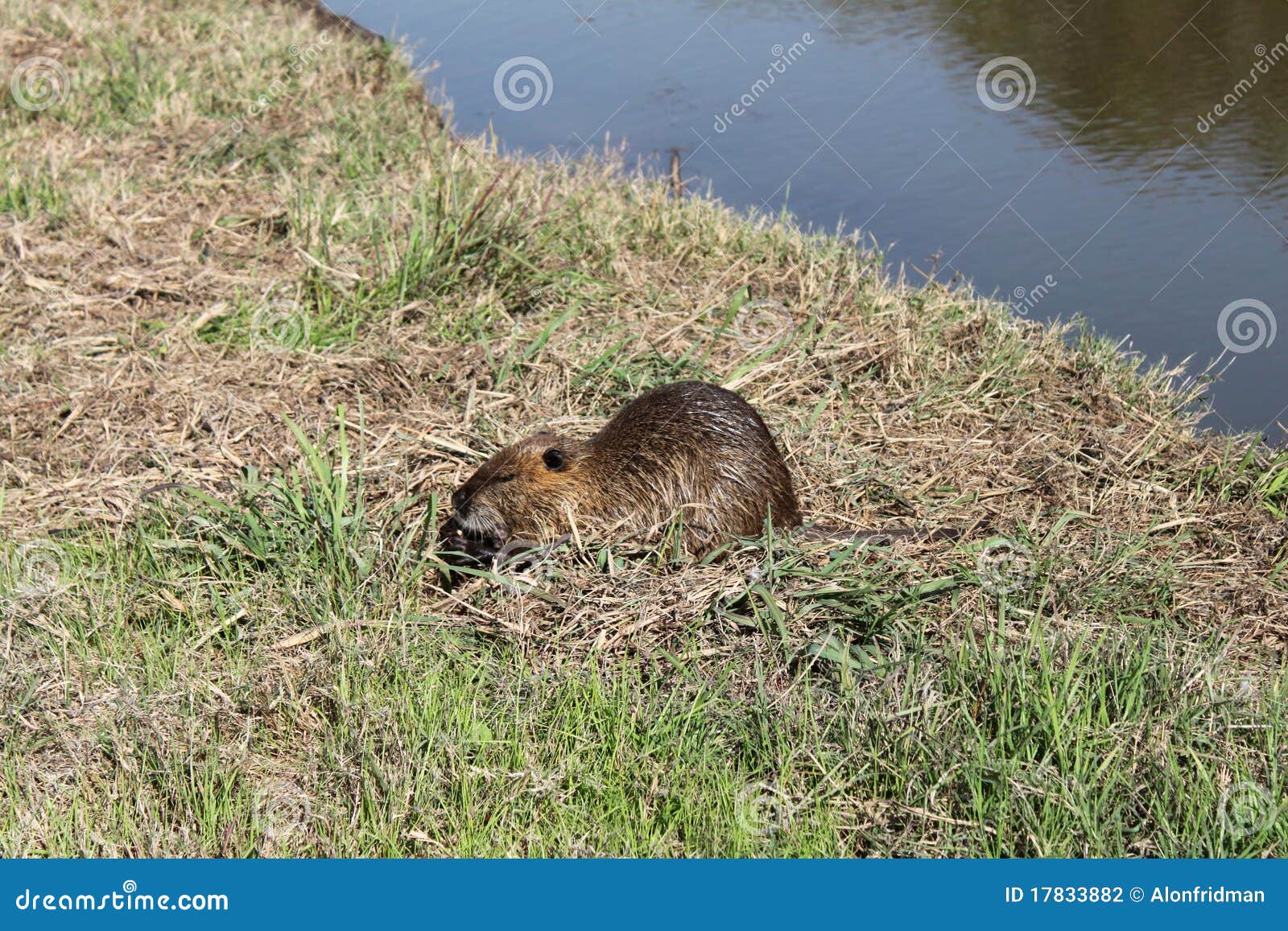 Nutria stock photo. Image of wildlife, water, swamp, bank - 17833882