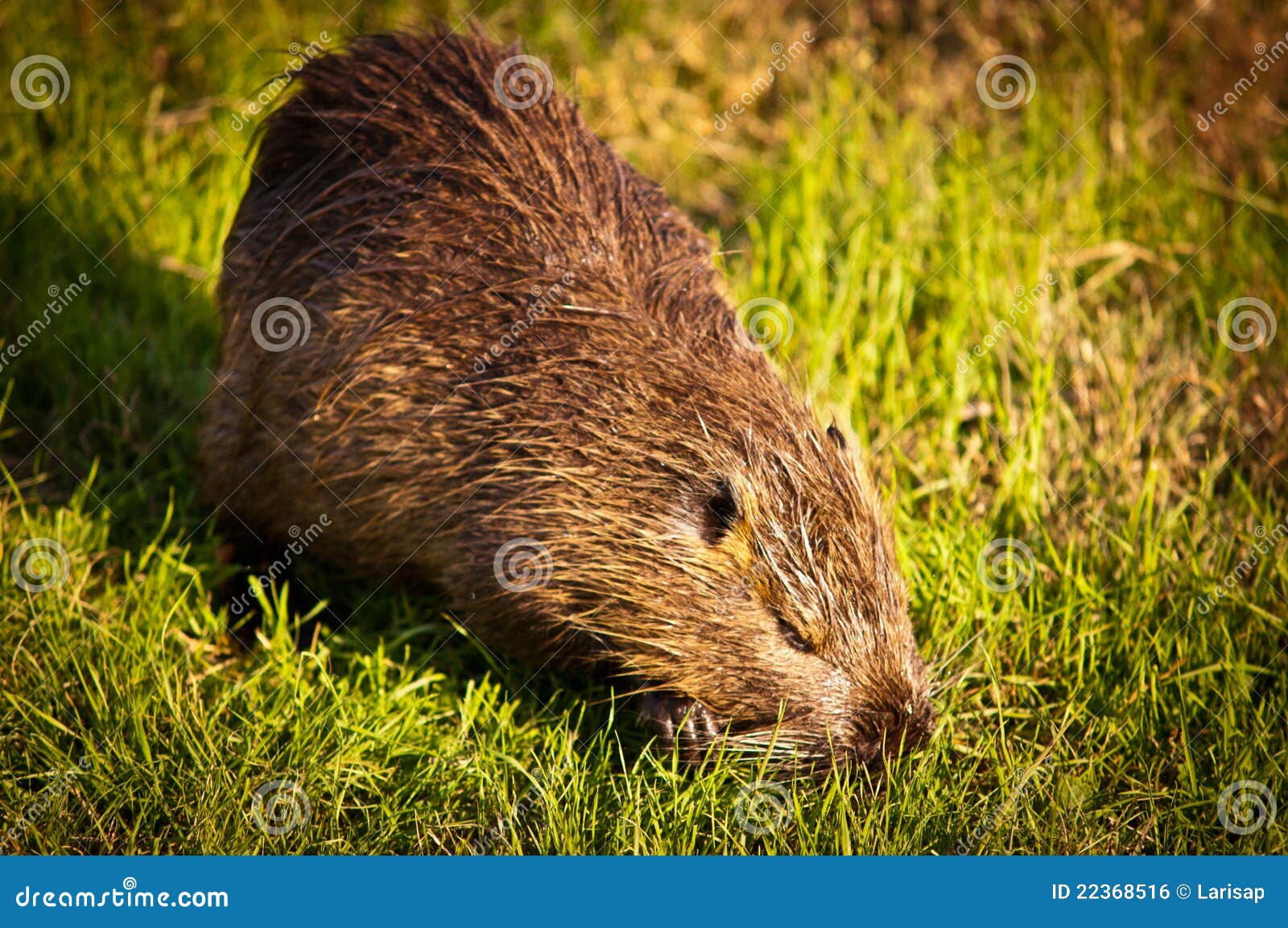 Nutria . stock photo. Image of crash, orange, rodent - 22368516