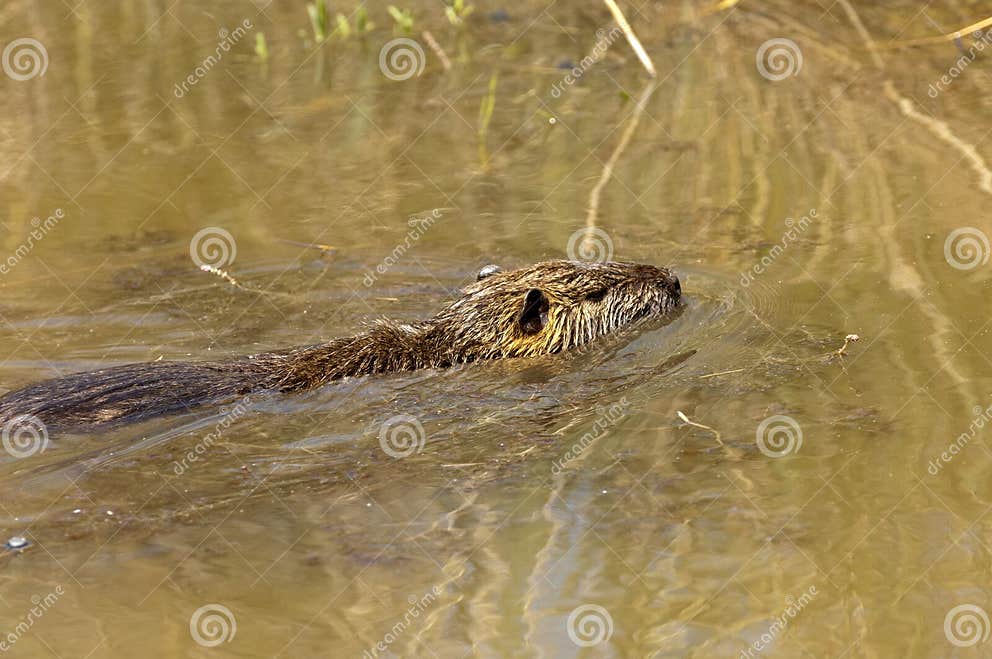 Nutria stock image. Image of mammalia, nature, rats, body - 23117473