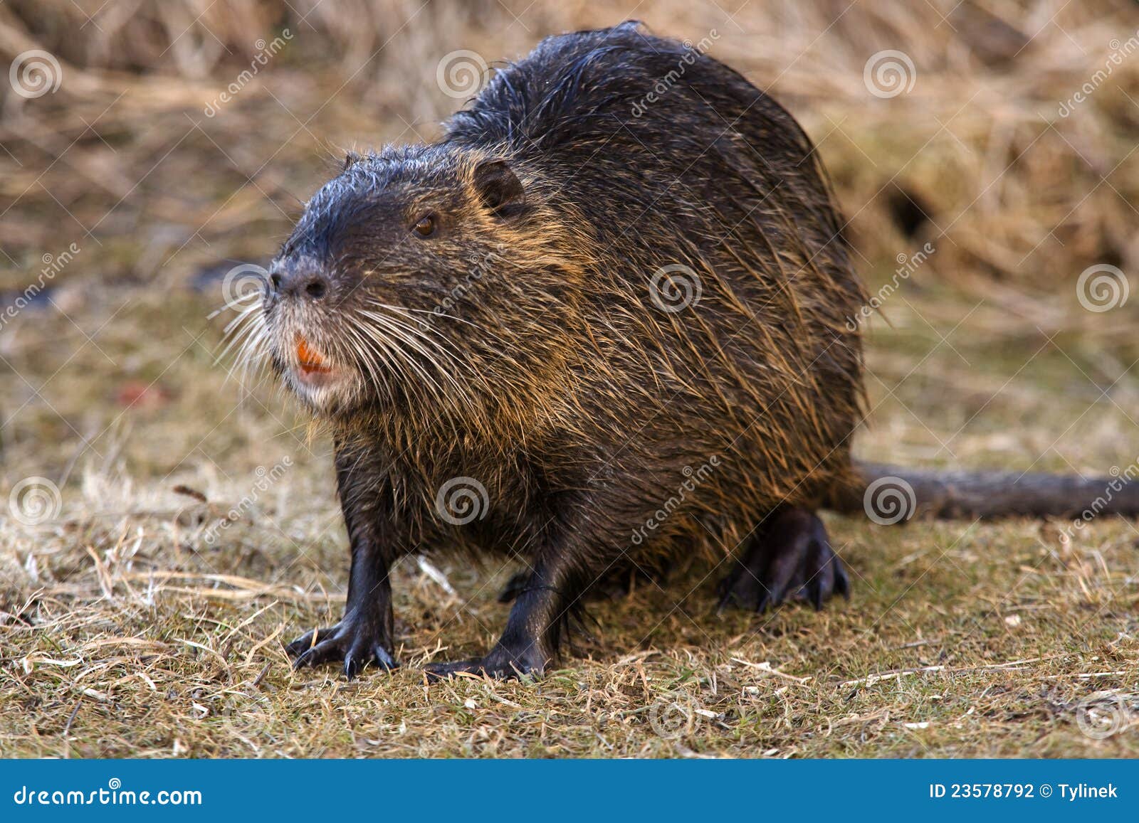 Nutria stock photo. Image of herbivorous, furry, brown - 23578792