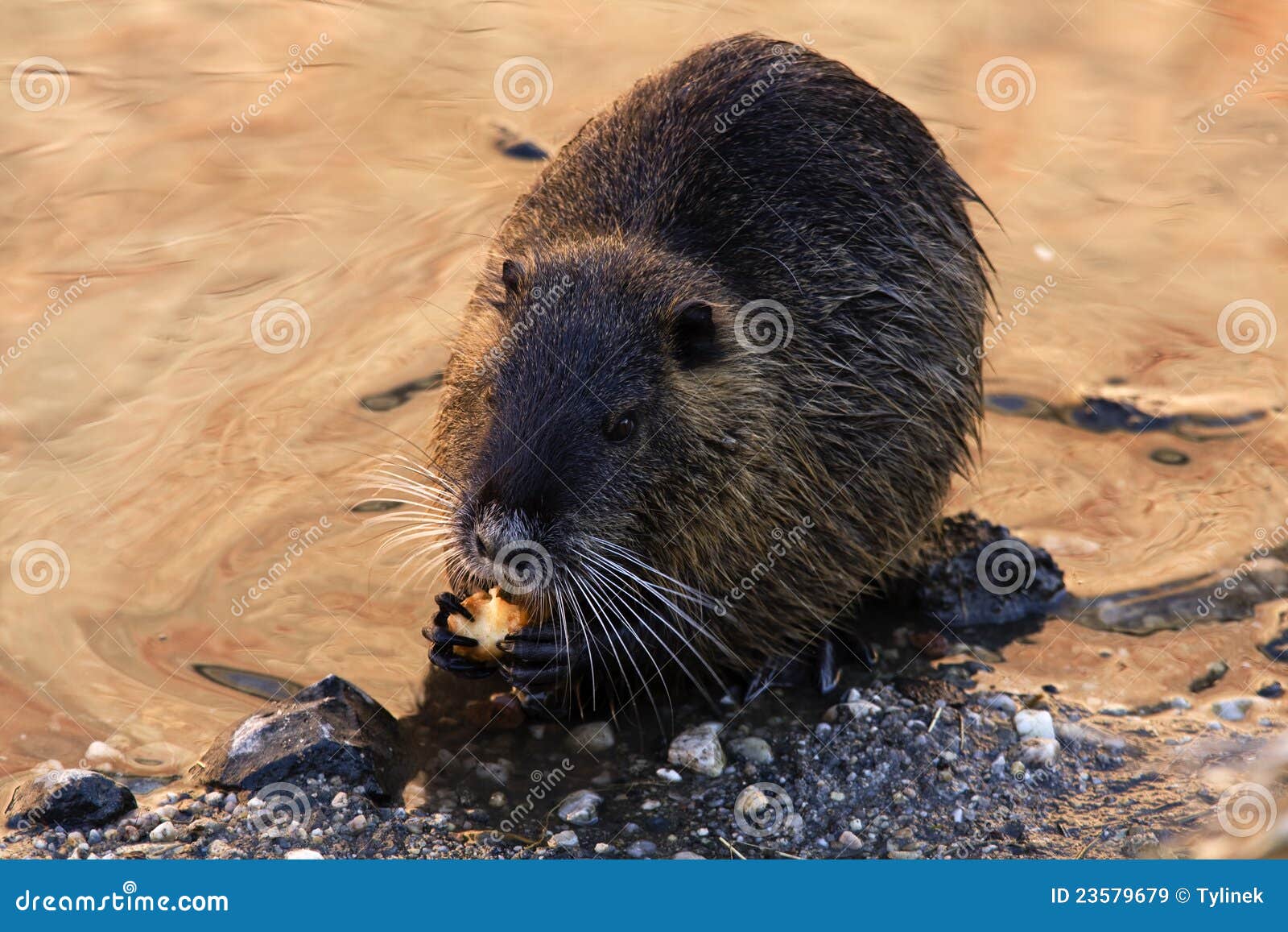 Nutria stock image. Image of nutria, hairy, wild, nature - 23579679