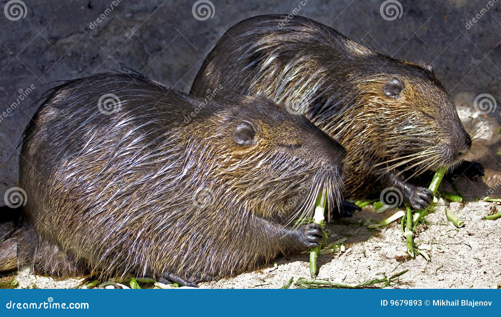Nutria 3 stock image. Image of gnaw, tooth, population - 9679893