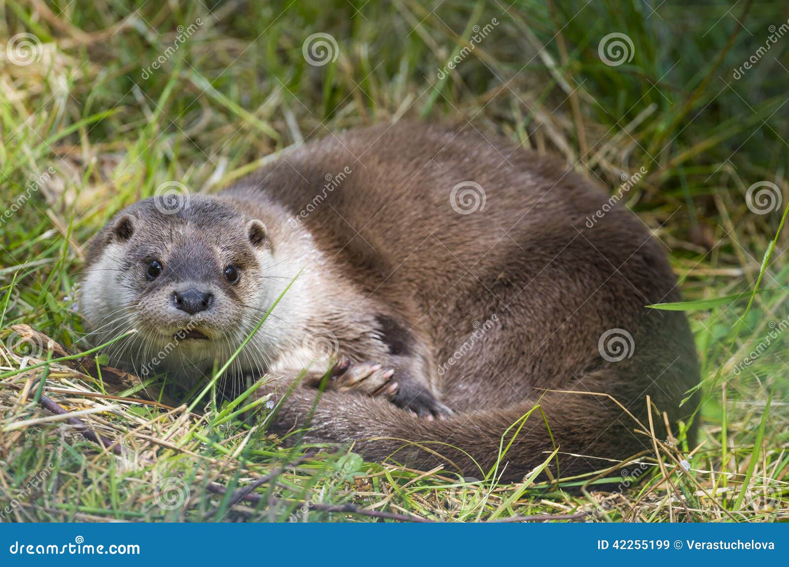Nutria imagen de archivo. Imagen de bestia, fauna, salvaje - 42255199