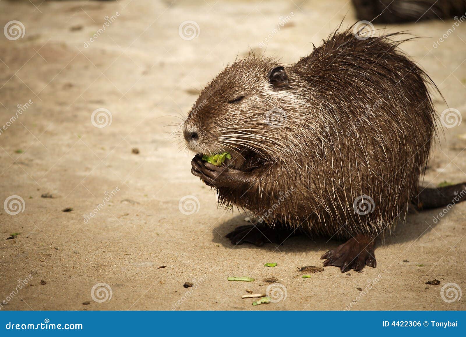 Nutria stock photo. Image of reptile, small, mouse, lovely - 4422306