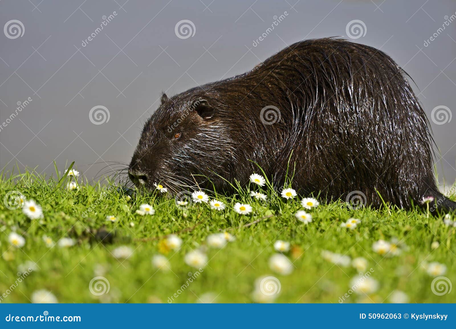 Nutria immagine stock. Immagine di animale, vegetazione - 50962063