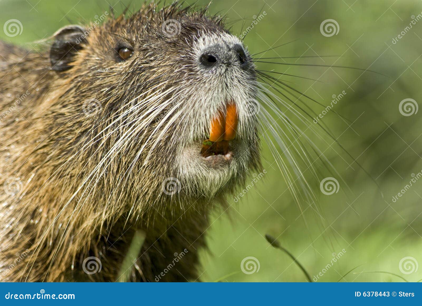 Nutria stock image. Image of wild, rodent, skin, tame - 6378443