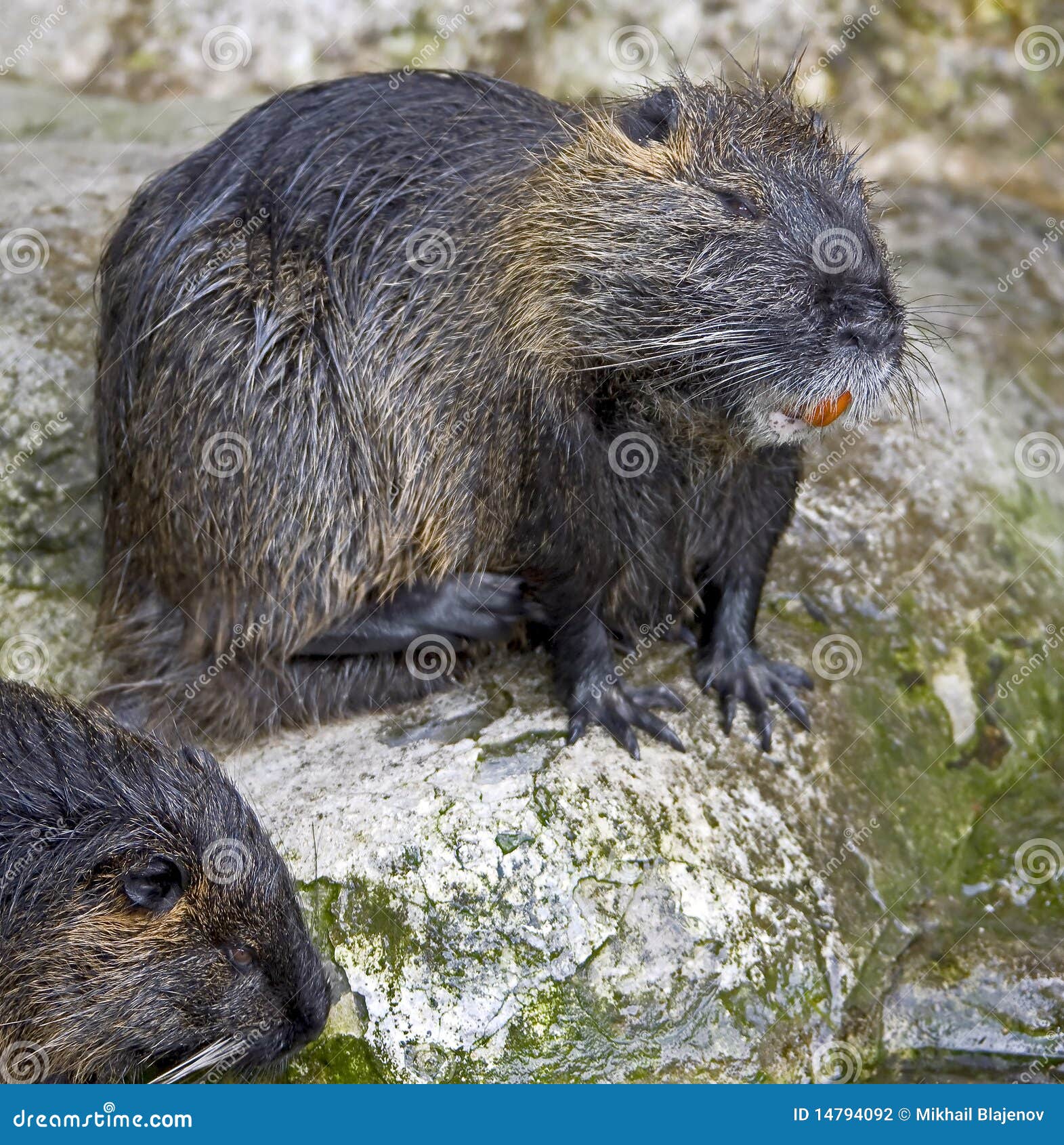 Nutria 8 stock photo. Image of animal, environment, fauna - 14794092