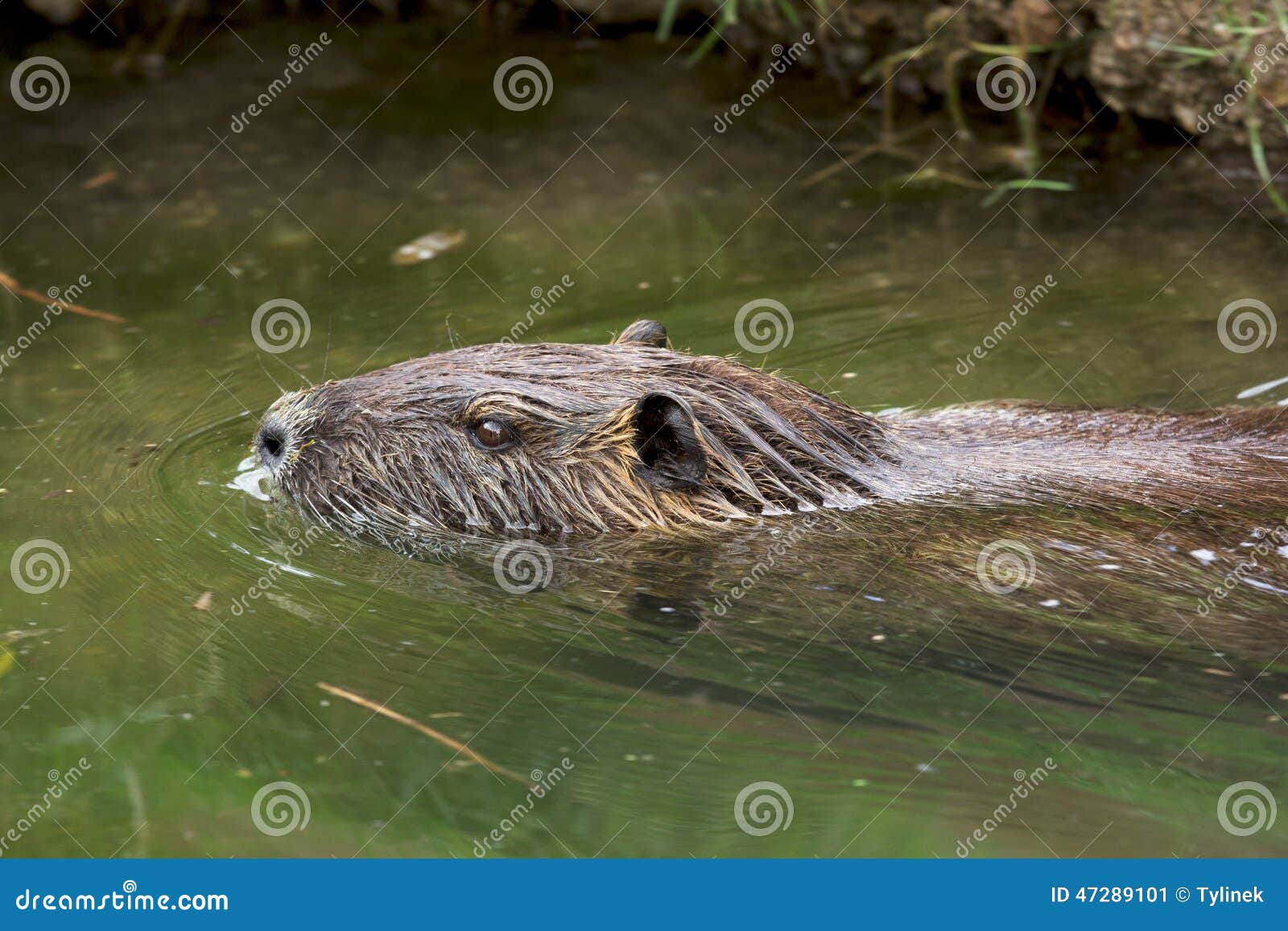 Nutria stock image. Image of rodent, animal, mammal, germany - 47289101
