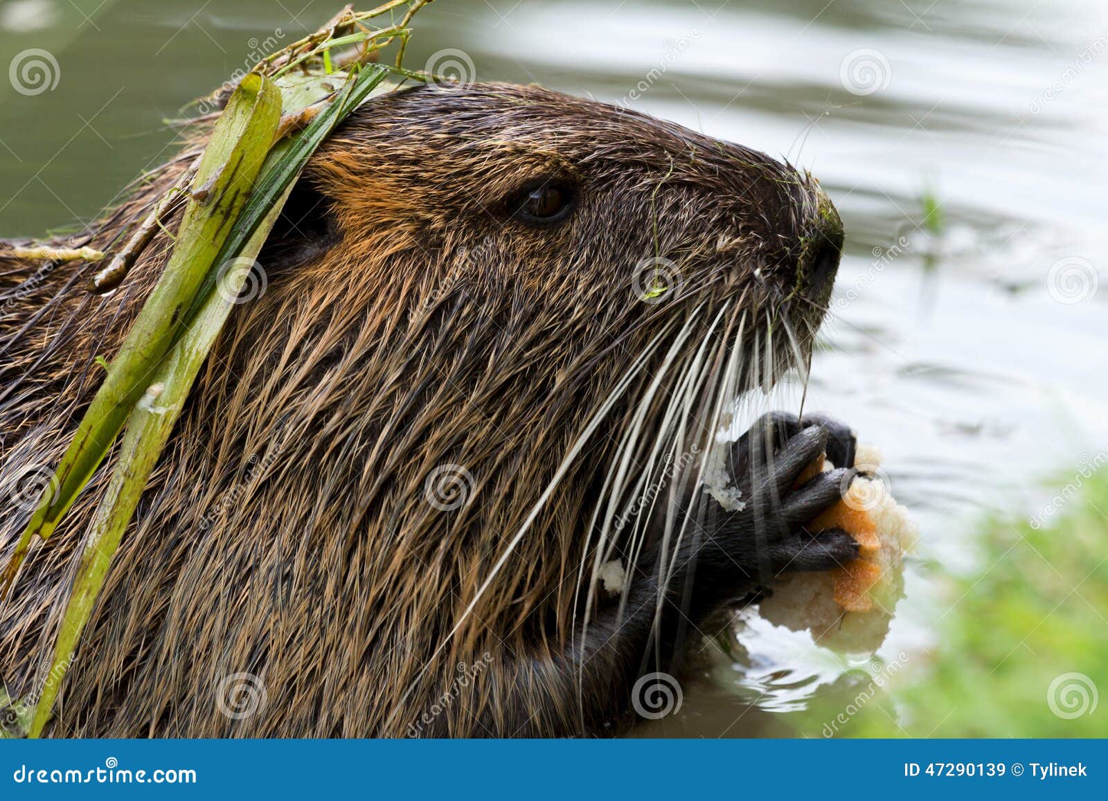 Nutria stock image. Image of adult, travel, wood, face - 47290139