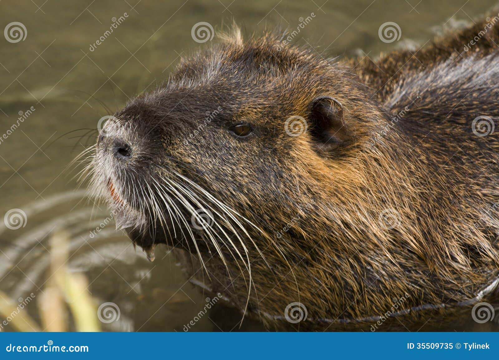 Nutria stock image. Image of beaver, detailed, brown - 35509735