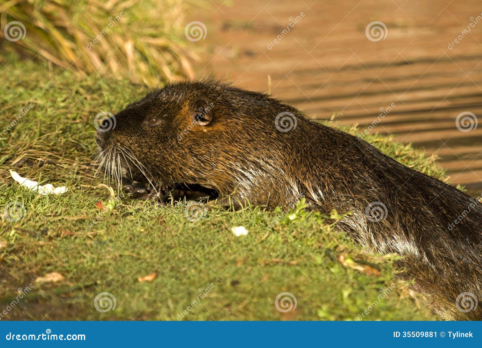 Nutria stock image. Image of nature, tail, creature, brown - 35509881
