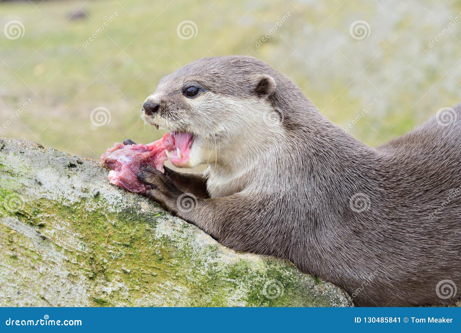 Nutria Agarrada Cortocircuito Aonyx De Oriental Cinerea Imagen de ...