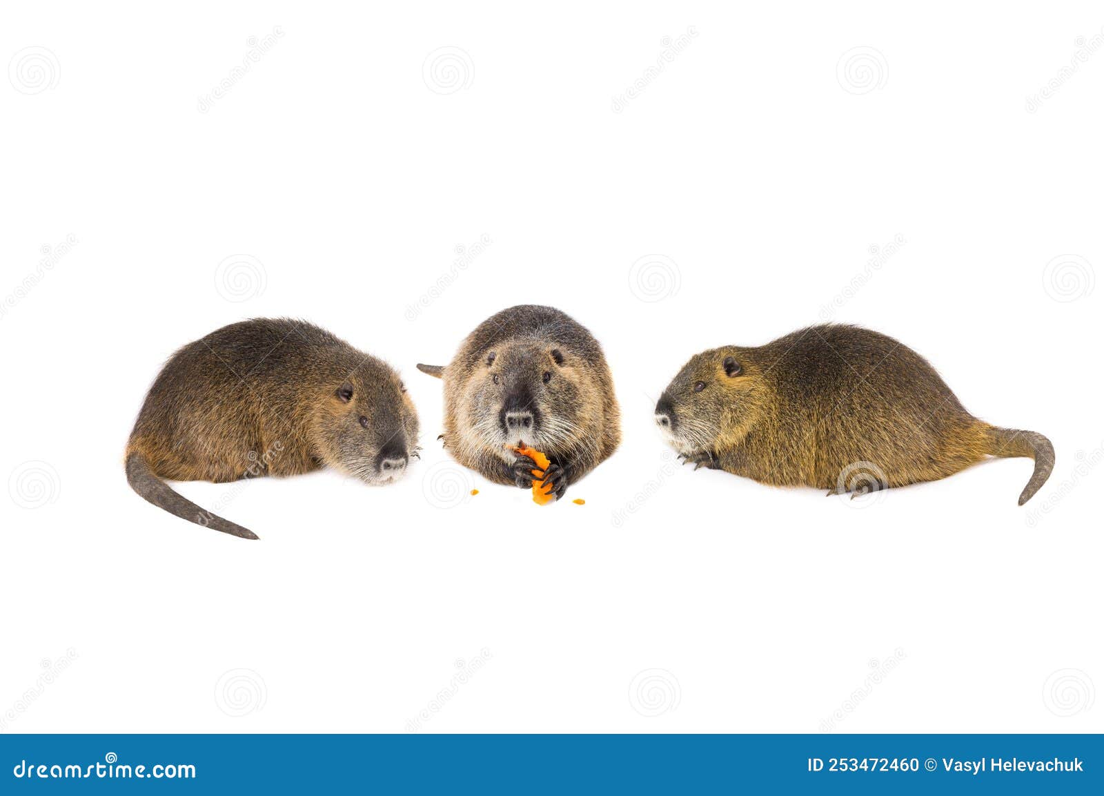 Nutria aislada en blanco foto de archivo. Imagen de hongos - 253472460