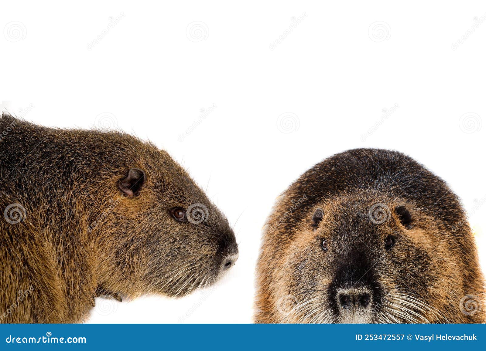 Nutria aislada en blanco imagen de archivo. Imagen de mojado - 253472557